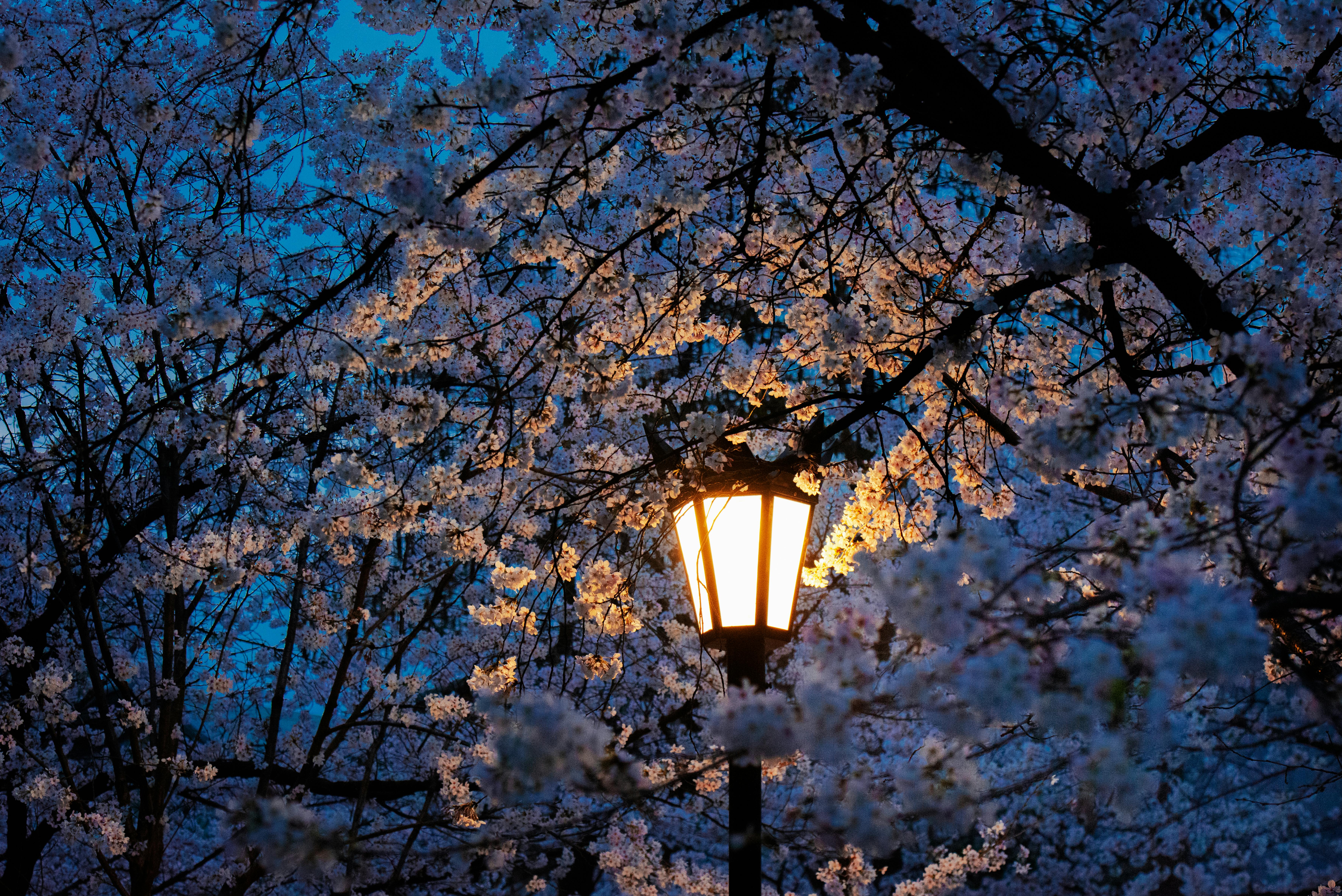 1+ Million Royalty Free Images · Pexels