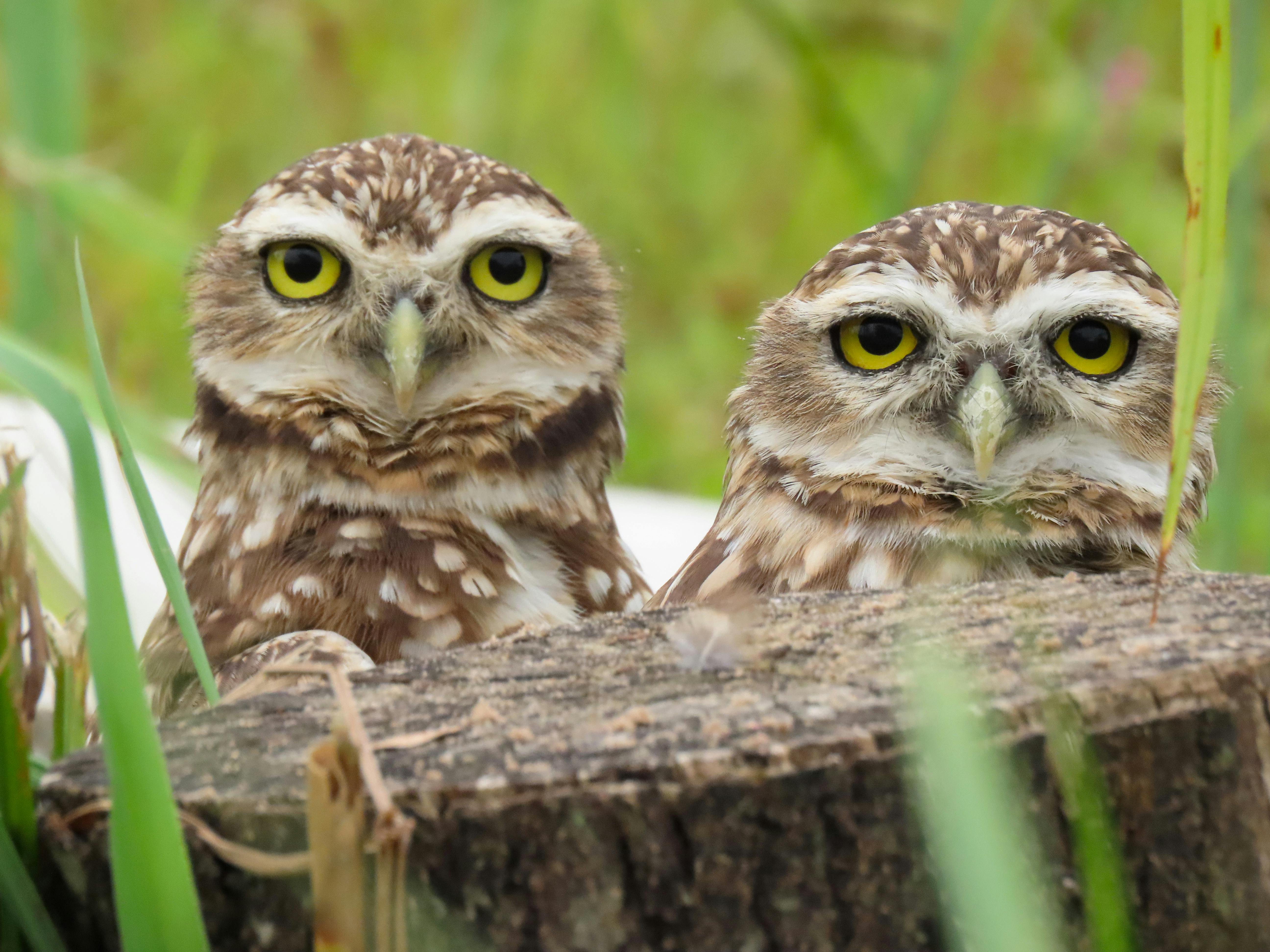 Owl Images Photos, Download The BEST Free Owl Images Stock Photos & HD ...
