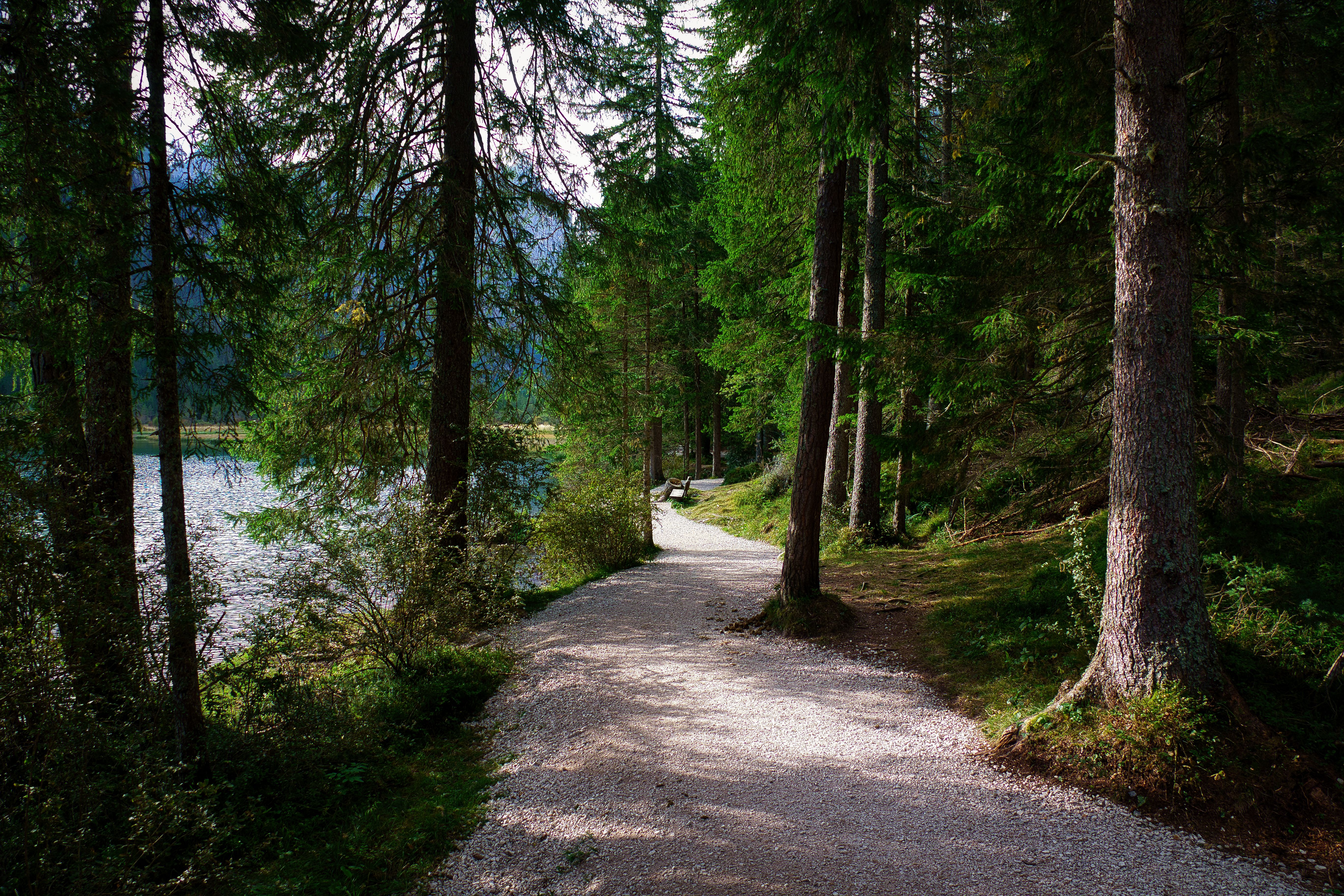 Serene Forest Path in Toblach, Italy · Free Stock Photo