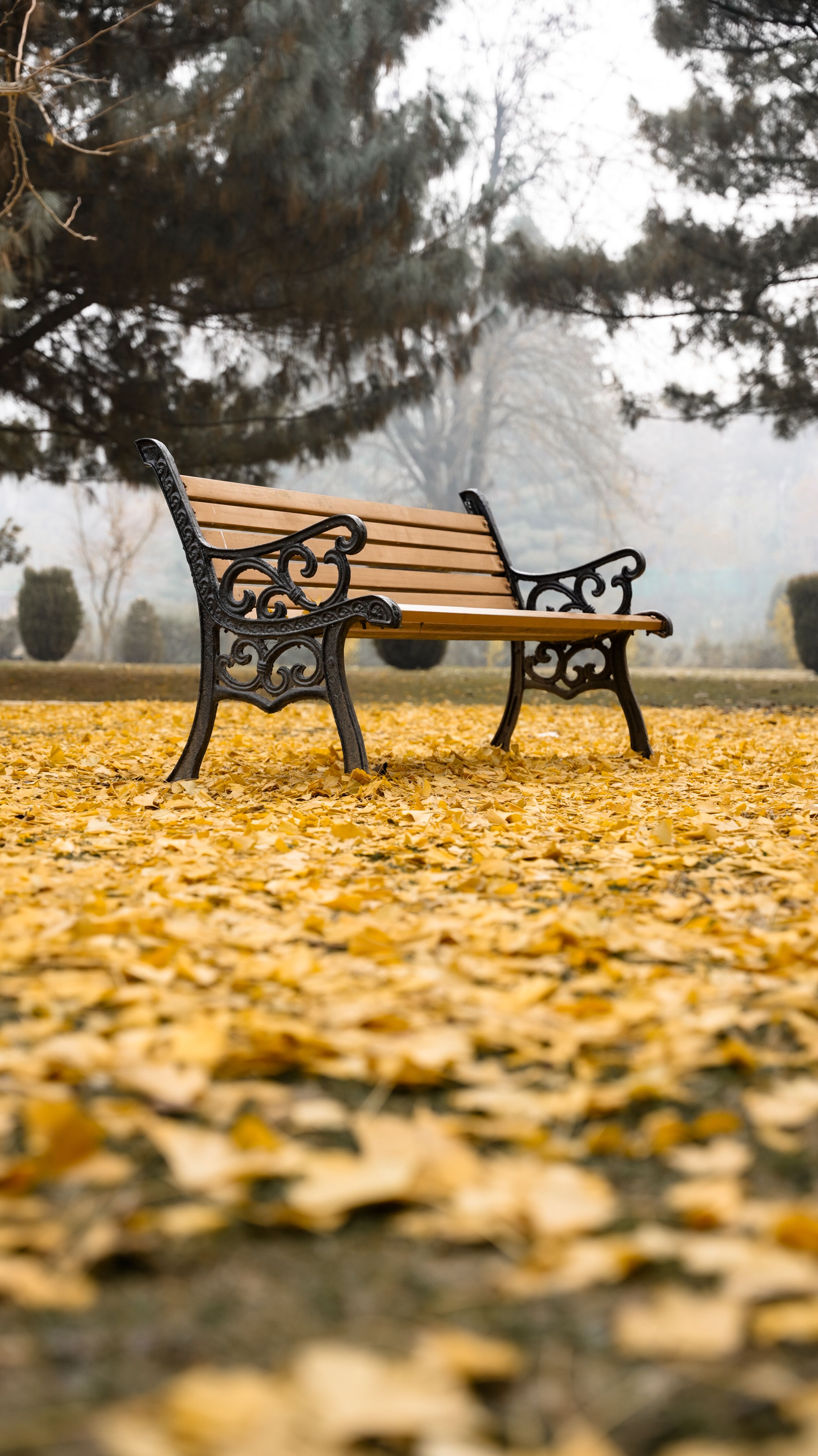 Elegant Park Bench Surrounded by Autumn Leaves · Free Stock Photo