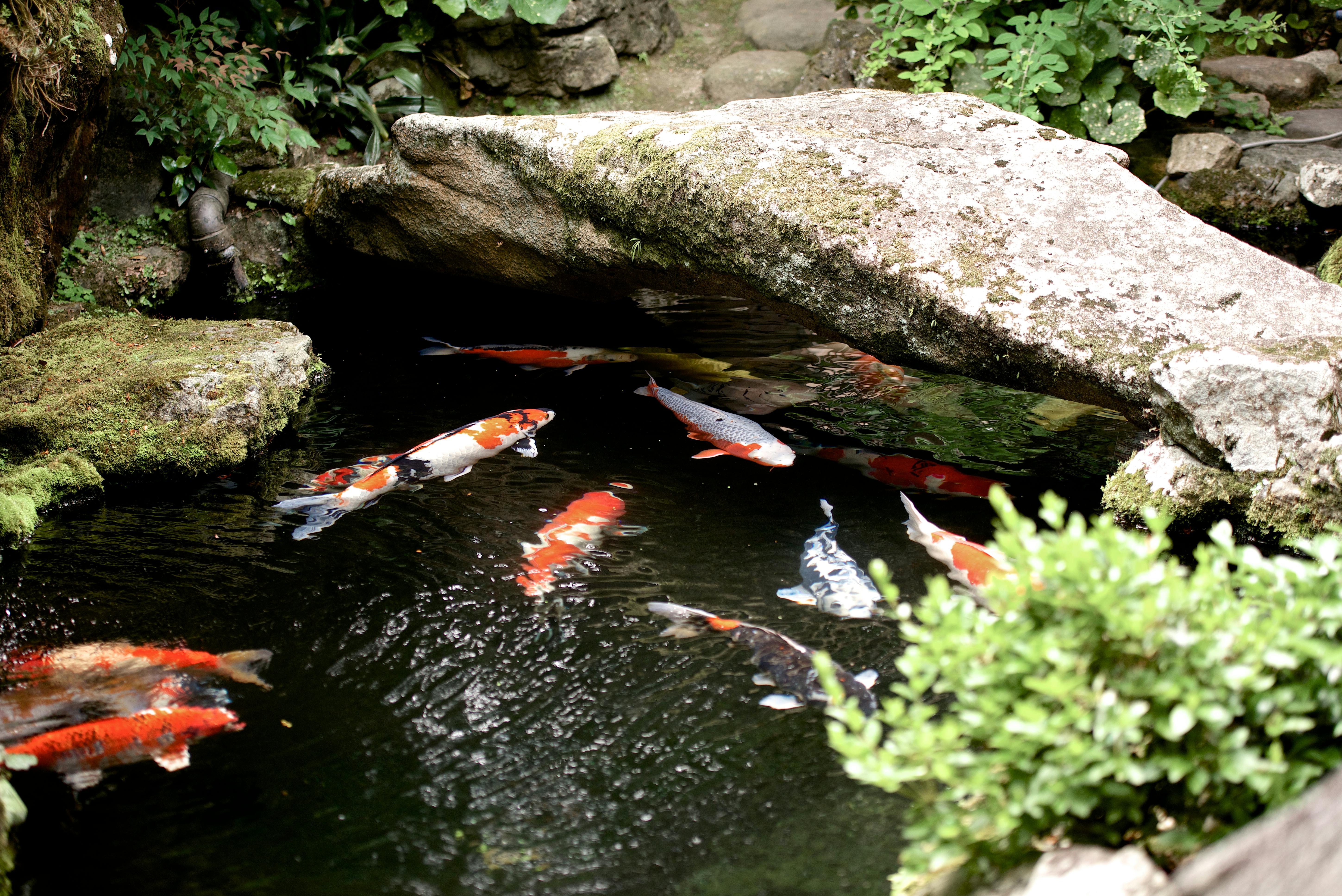 Serene Koi Fish Pond in Japanese Garden · Free Stock Photo