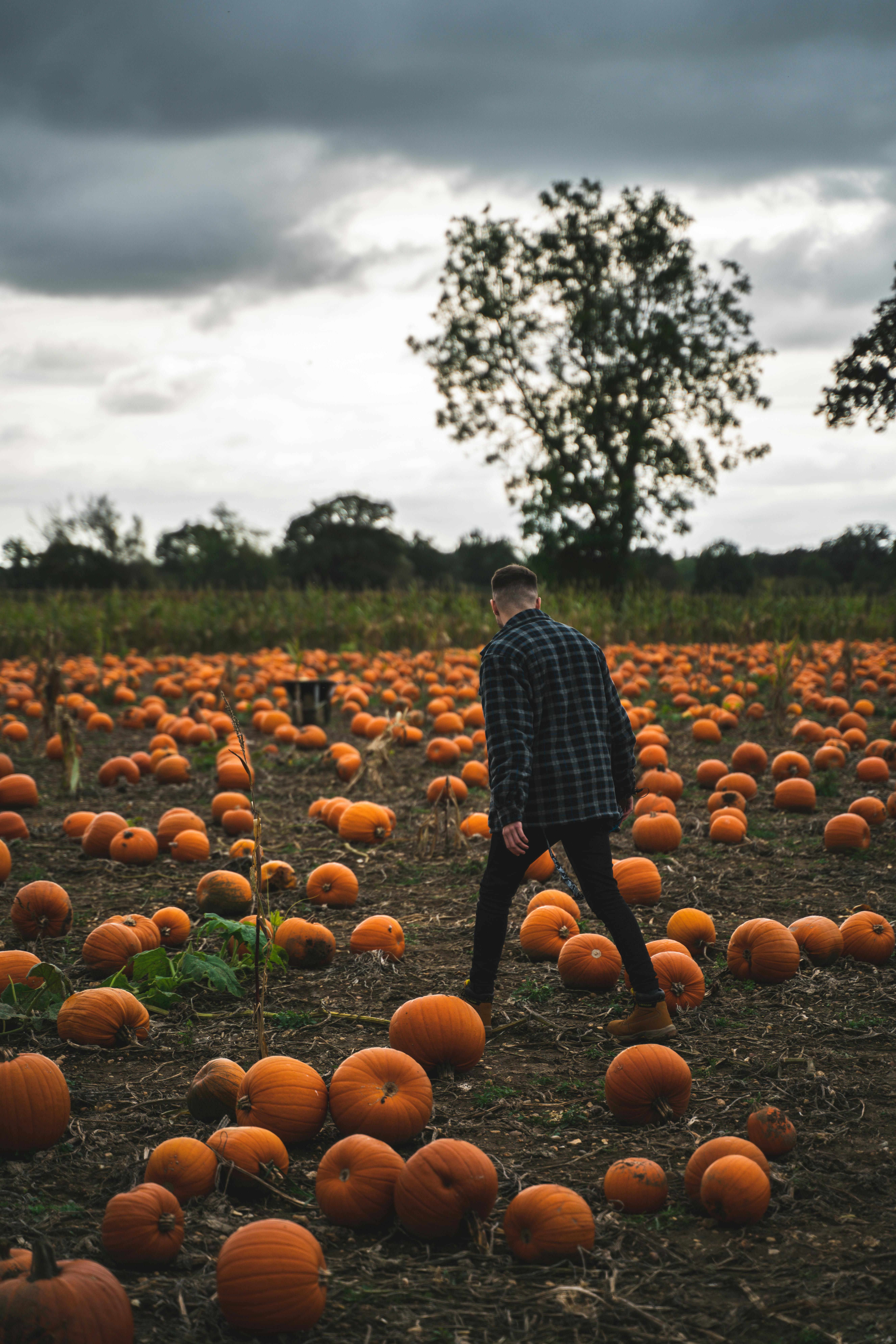 Photo Of Man Walking Surrounded With Pumpkins · Free Stock Photo