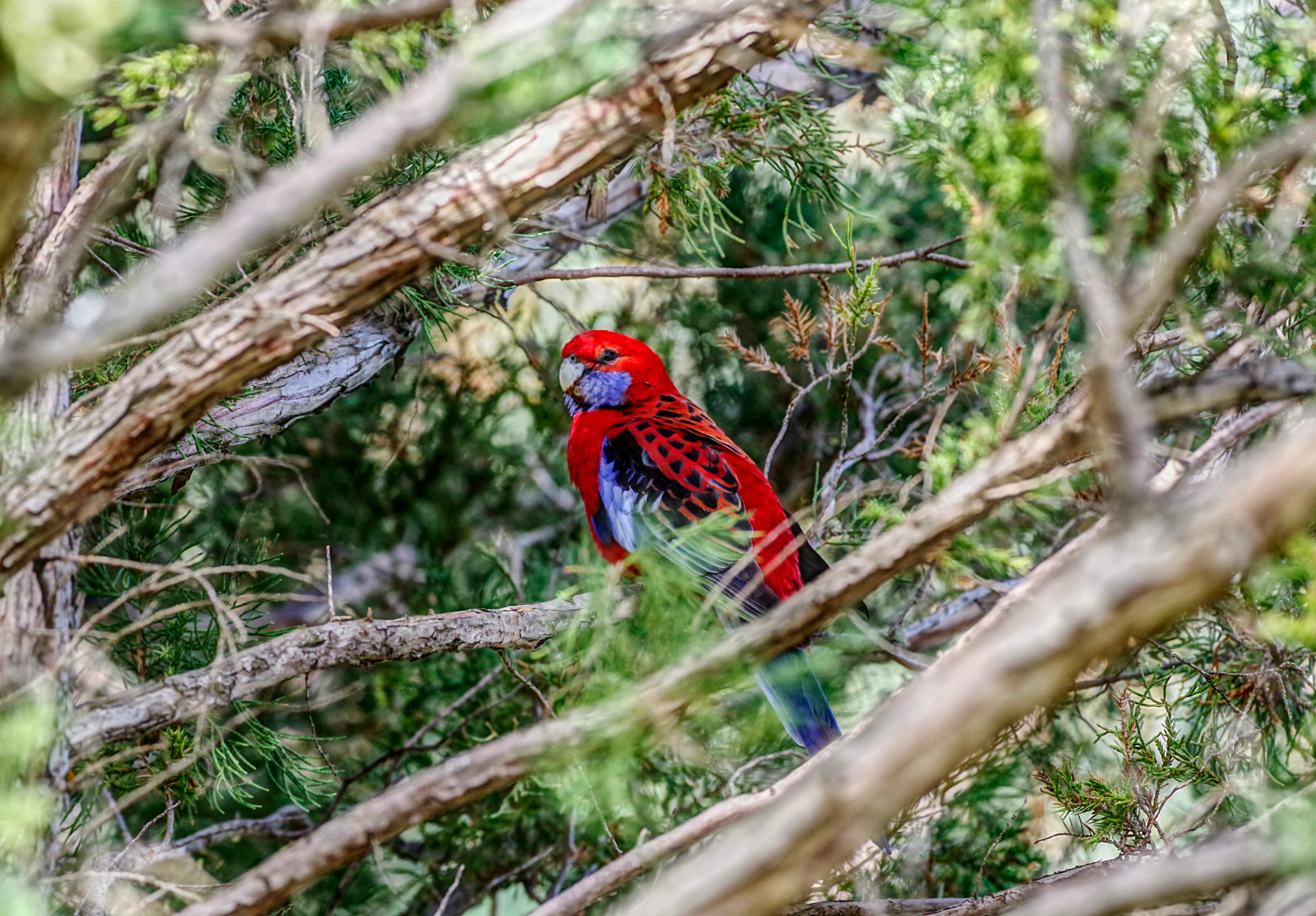 Crimson Rosella Among Tree Branches in Forest · Free Stock Photo