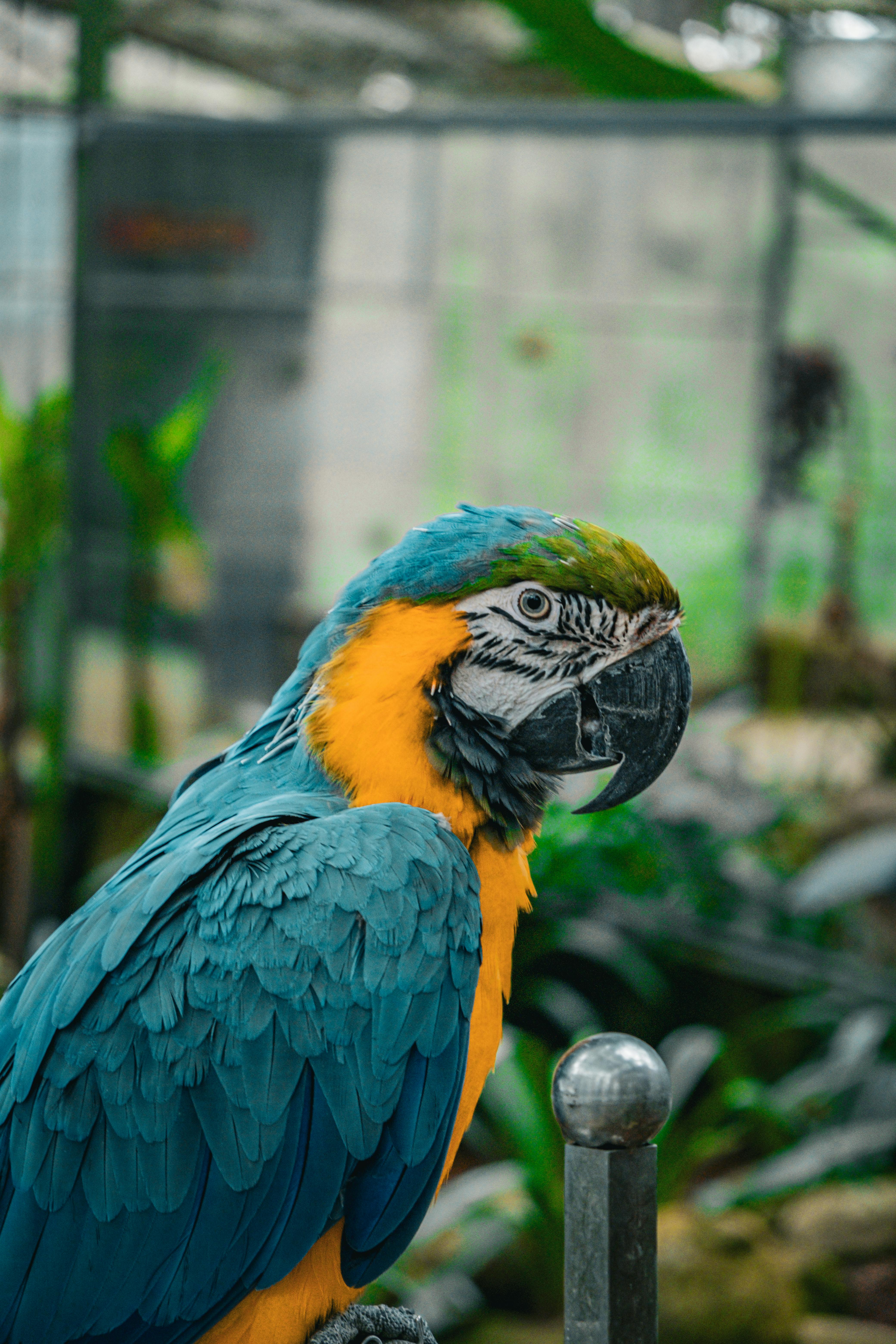 Parrot Fish Photos, Download The BEST Free Parrot Fish Stock Photos ...