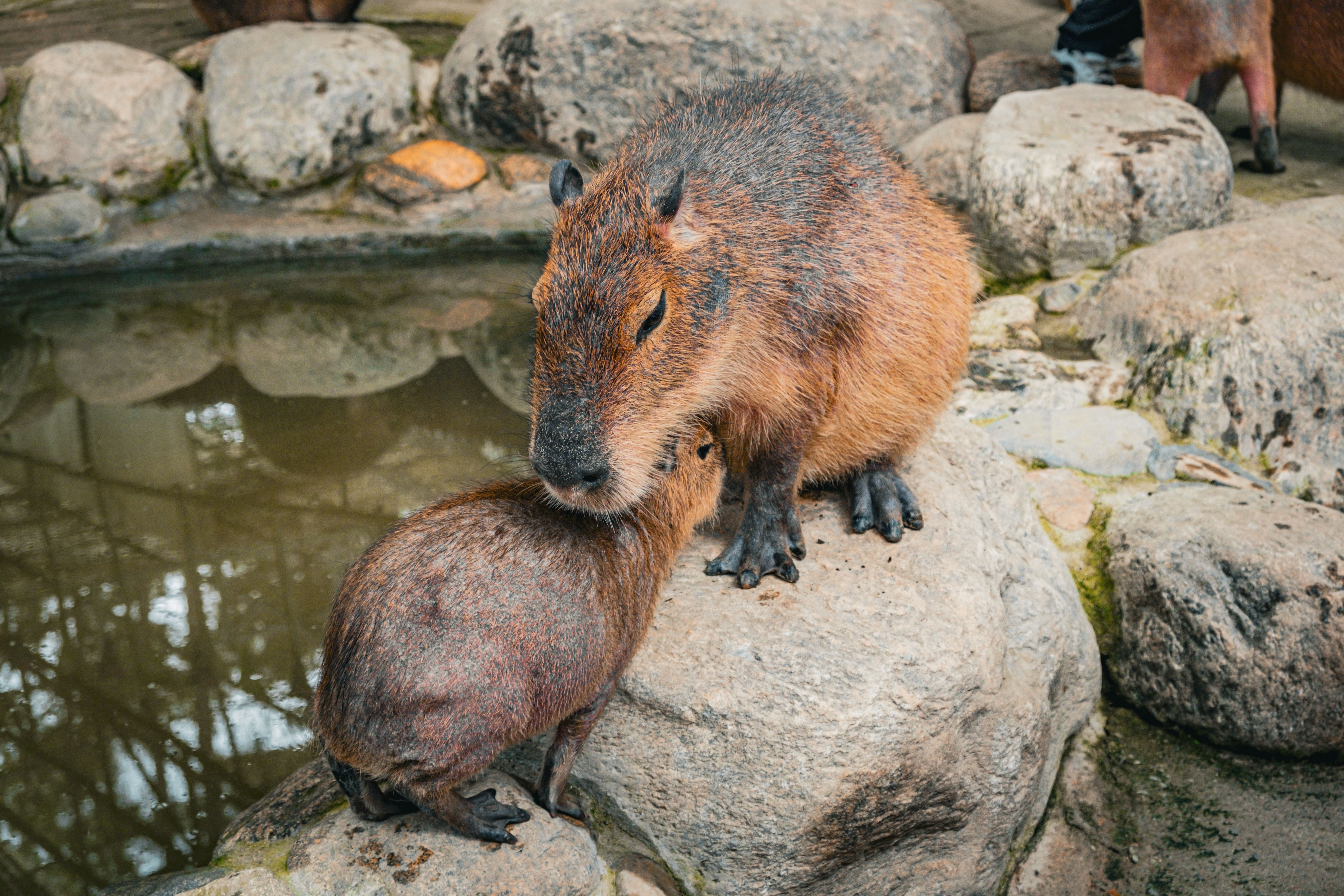 100+ melhores imagens de Capivara · Download 100% grátis · Fotos ...