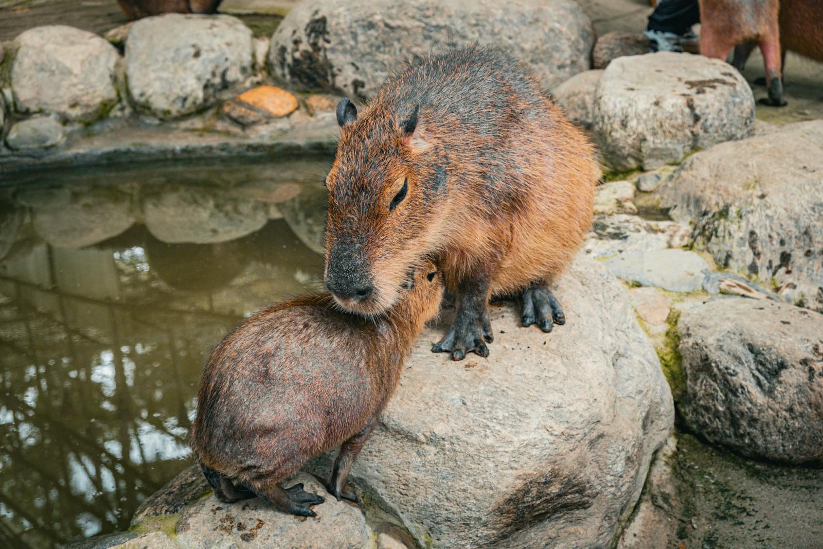 Capybara Photos, Download The BEST Free Capybara Stock Photos & HD Images