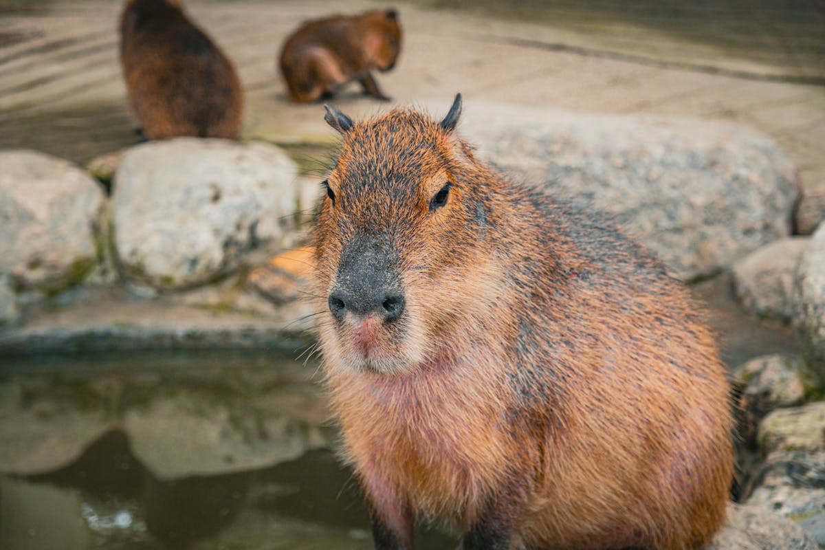 Cute Capybara Photos, Download The BEST Free Cute Capybara Stock Photos ...