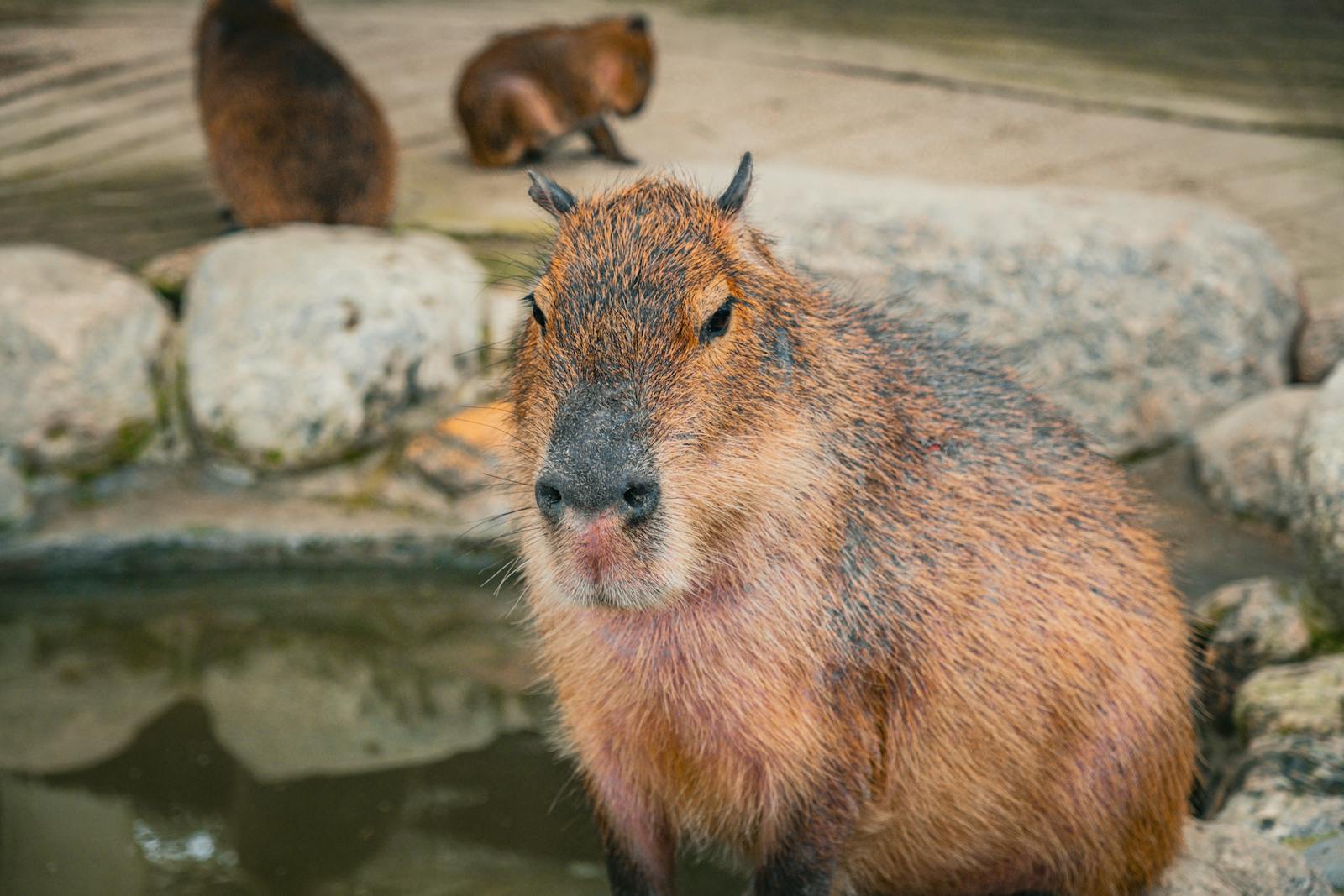 Cute Capybara Photos, Download The BEST Free Cute Capybara Stock Photos ...