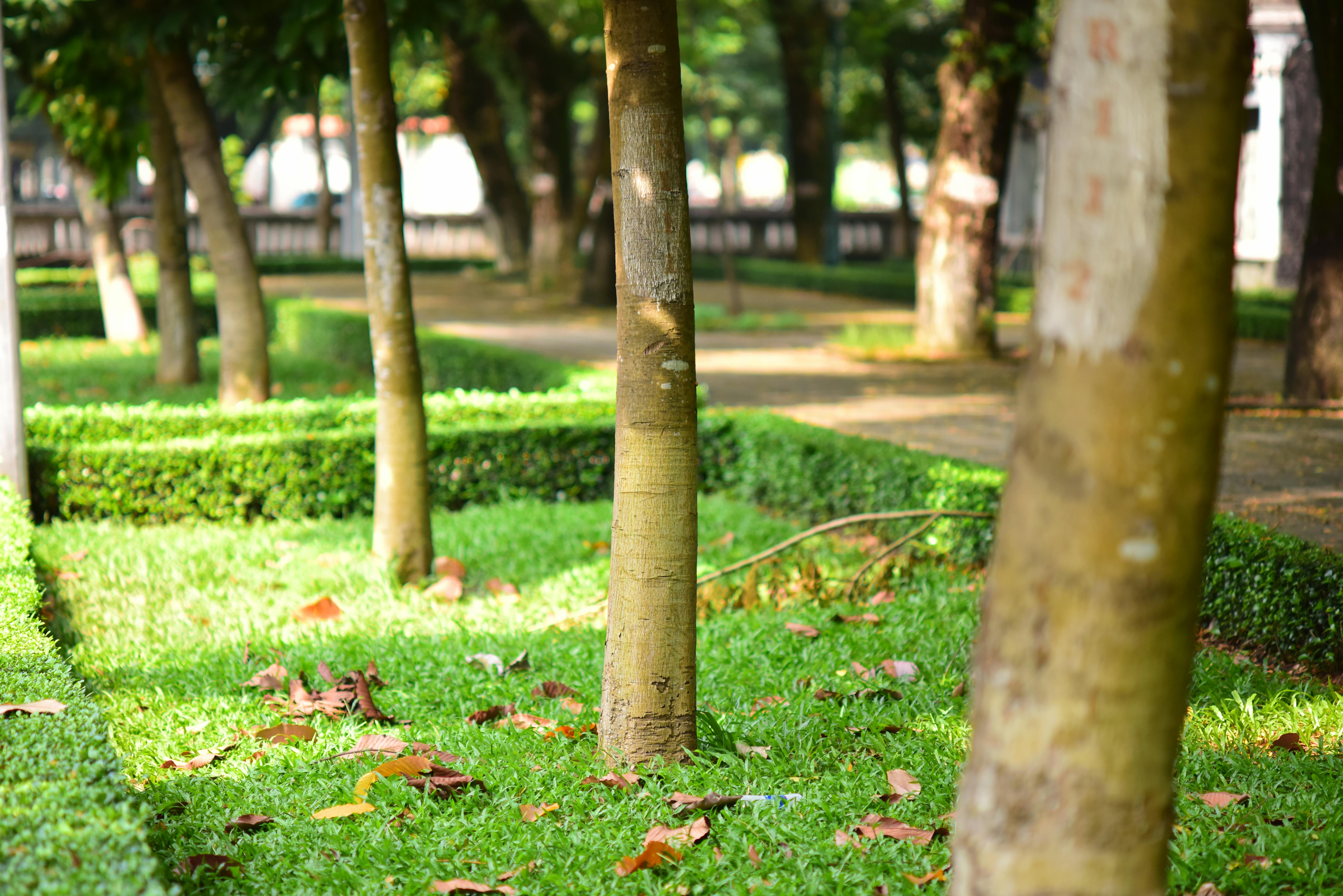 Serene Park with Tree Lined Pathway · Free Stock Photo