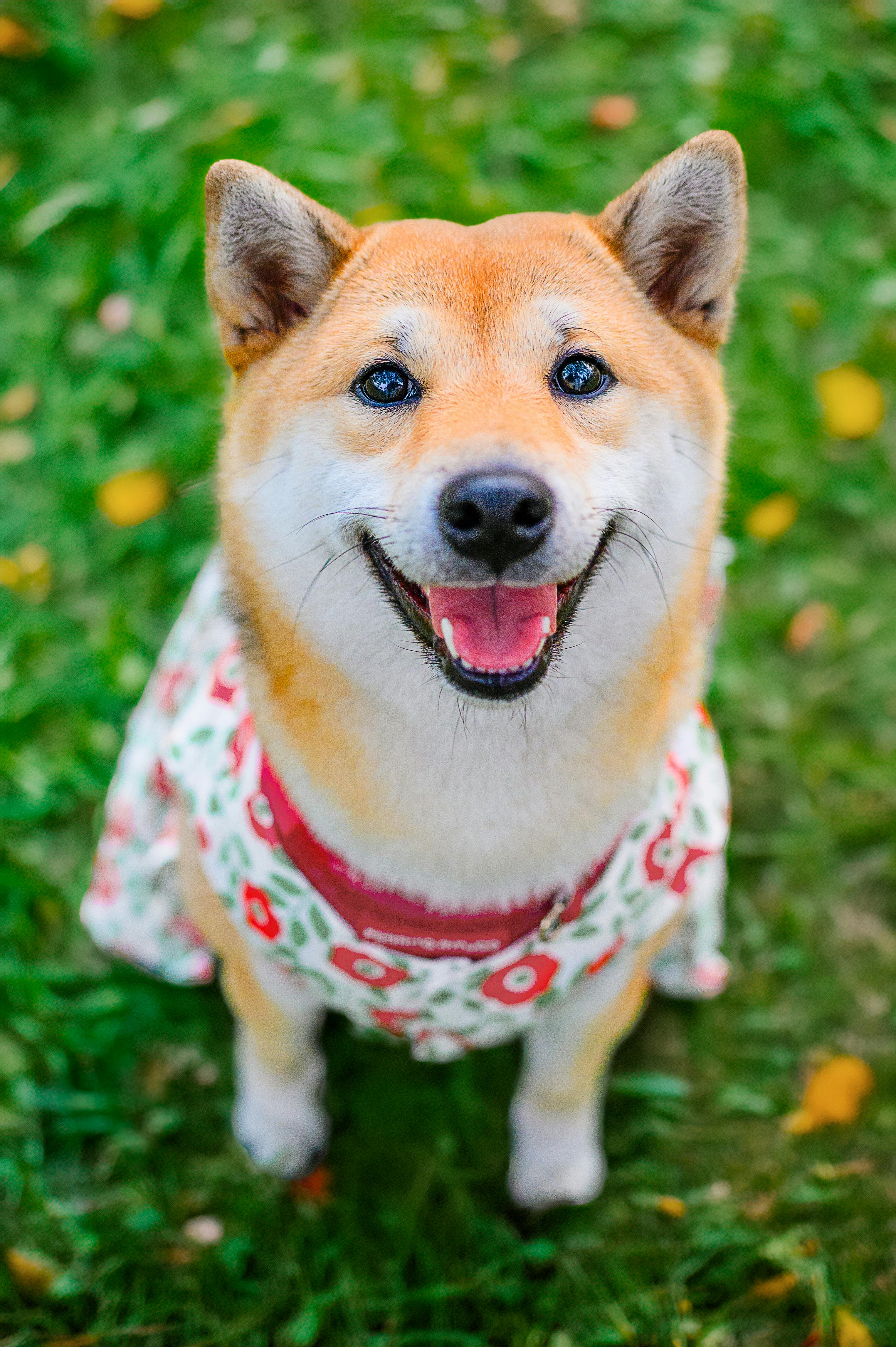 Smiling Shiba Inu in Colorful Outfit Outdoors · Free Stock Photo