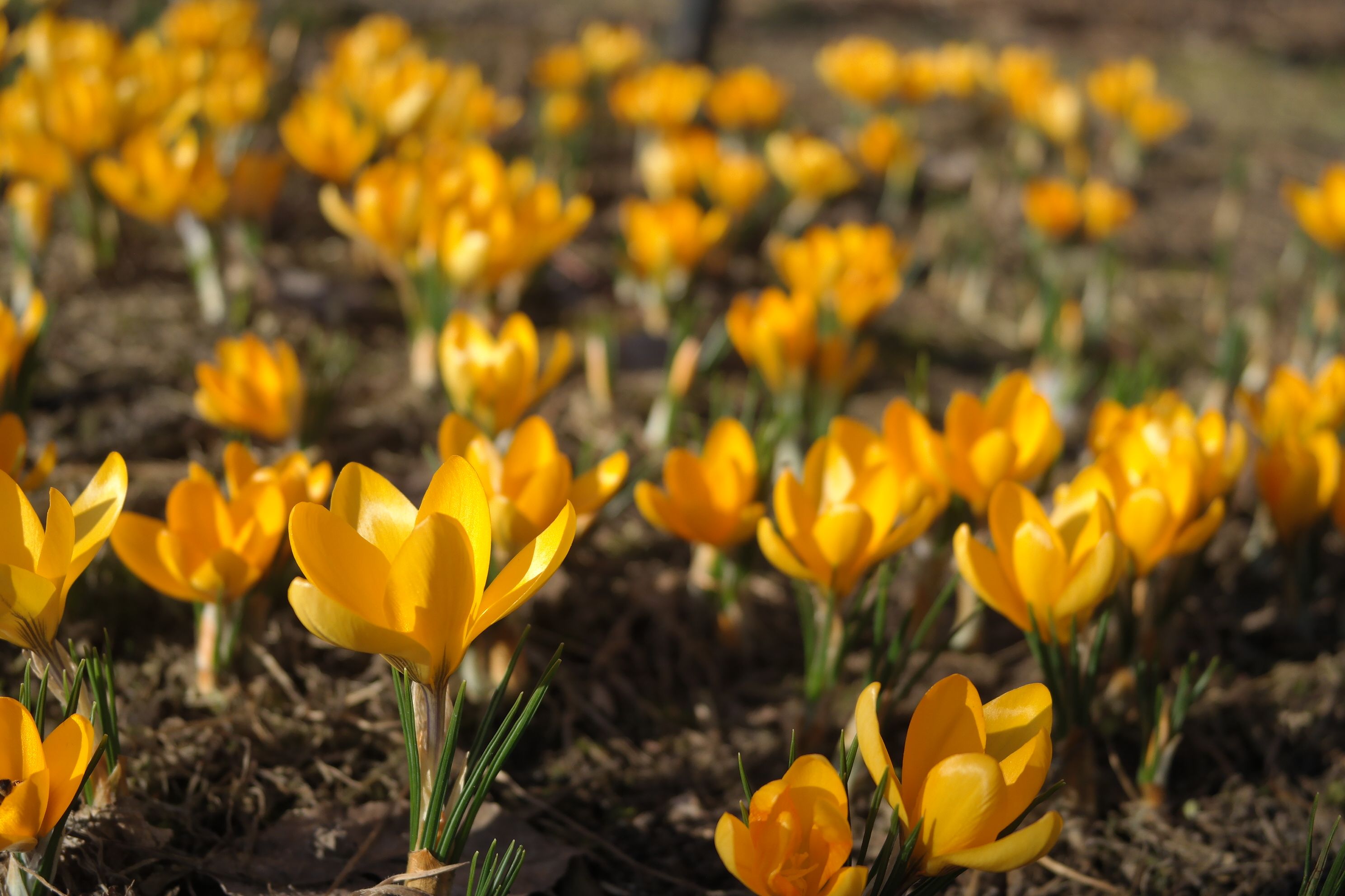 Vibrant Yellow Crocuses Blooming in Spring · Free Stock Photo
