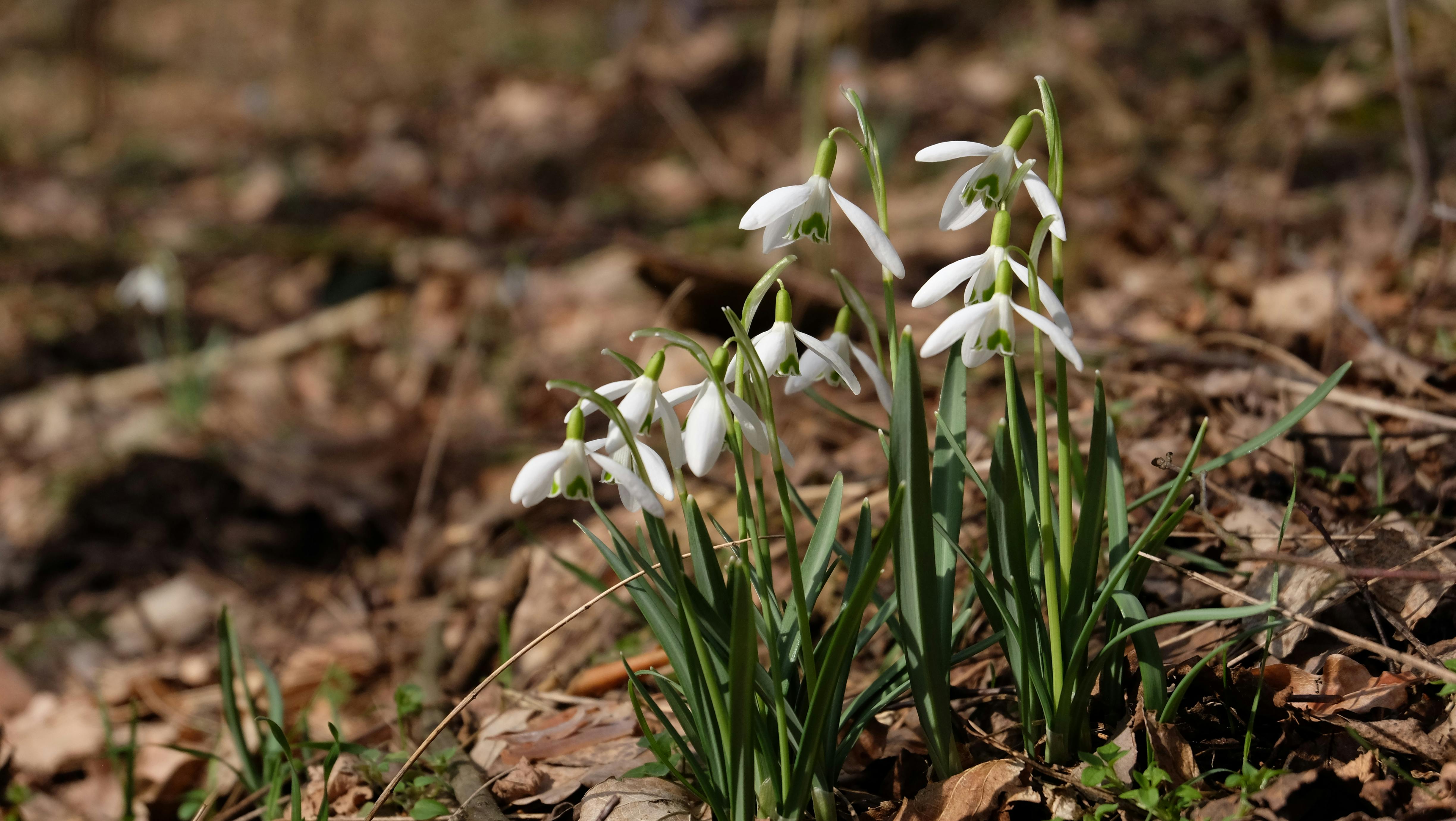 Beginning Of Spring Photos, Download The BEST Free Beginning Of Spring ...