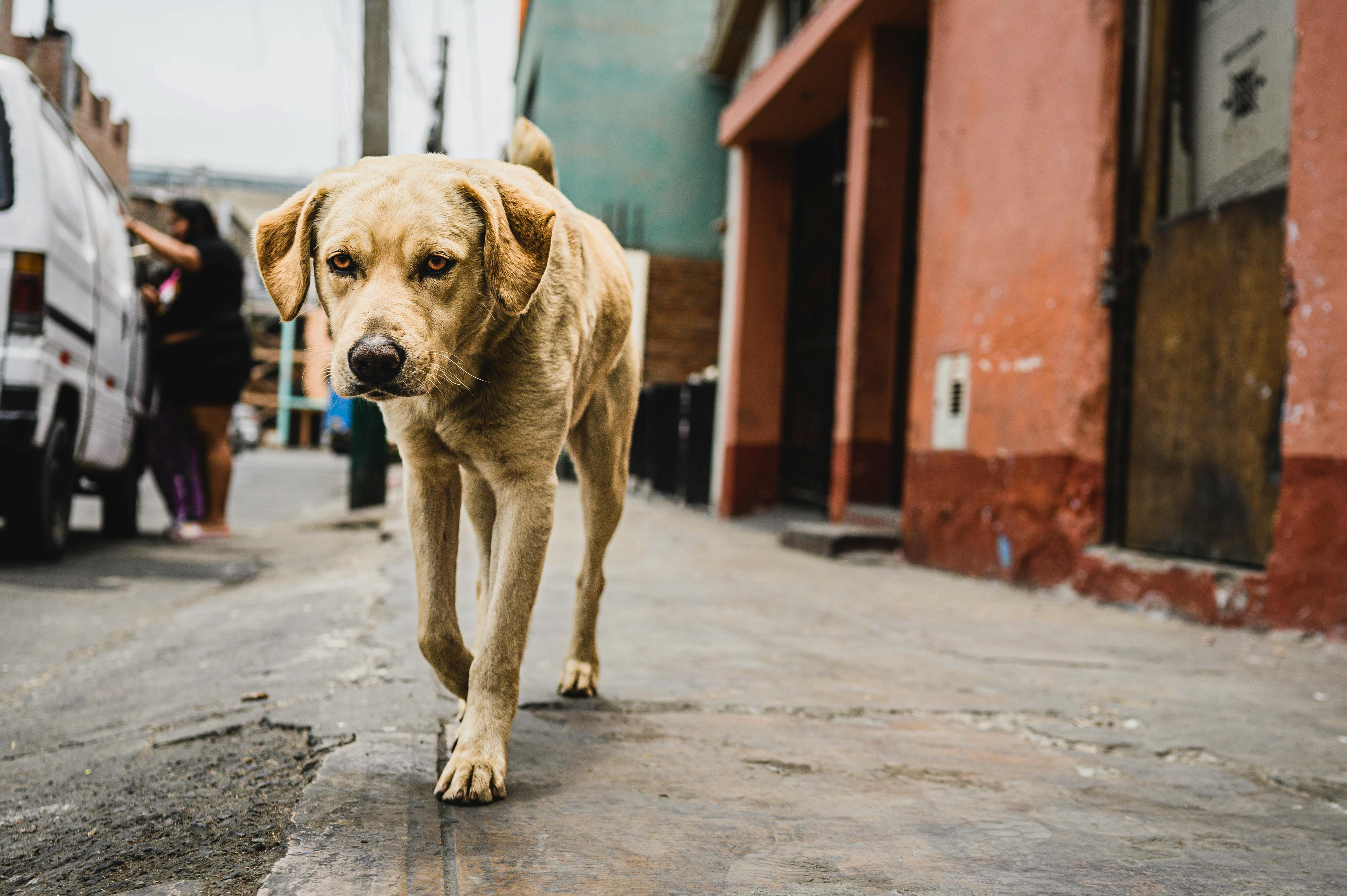 Stray Dog Walking on Urban Street in Perú · Free Stock Photo