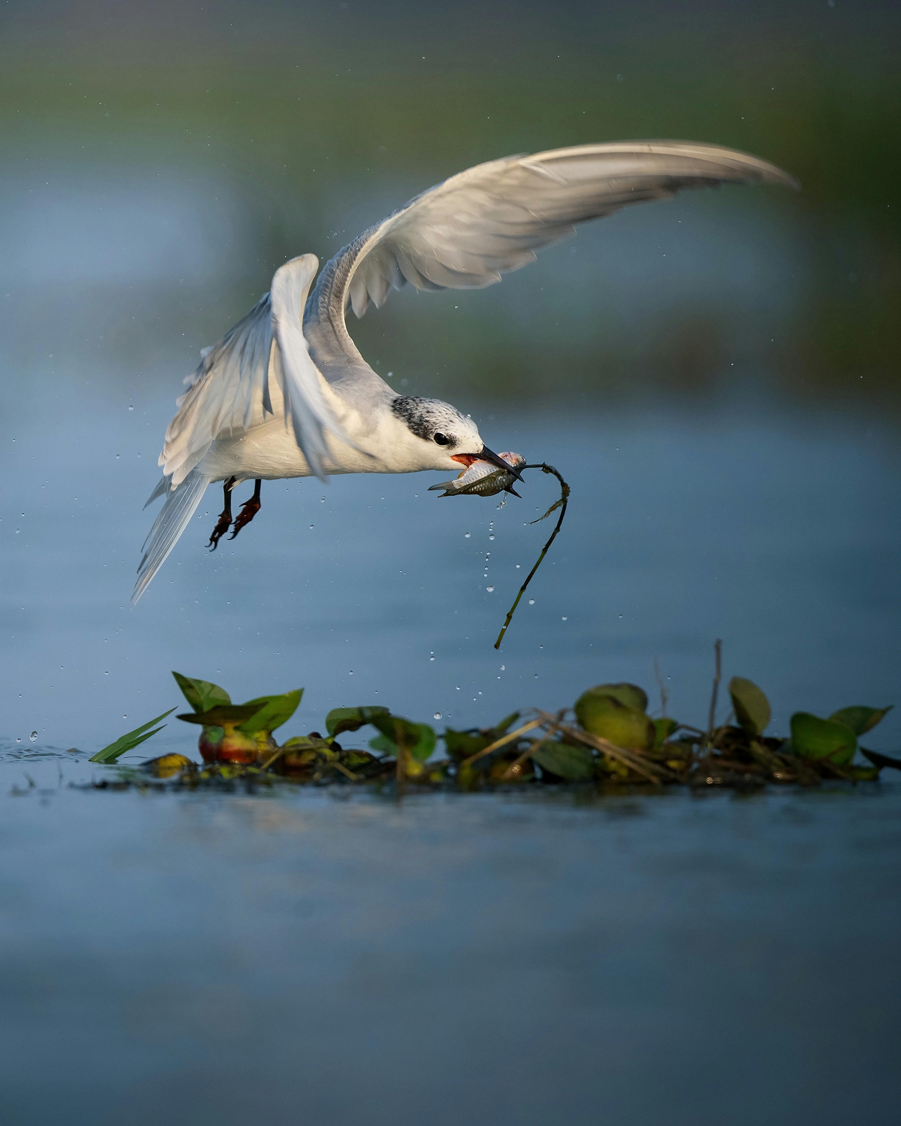 Food Chain Photos, Download The BEST Free Food Chain Stock Photos & HD ...