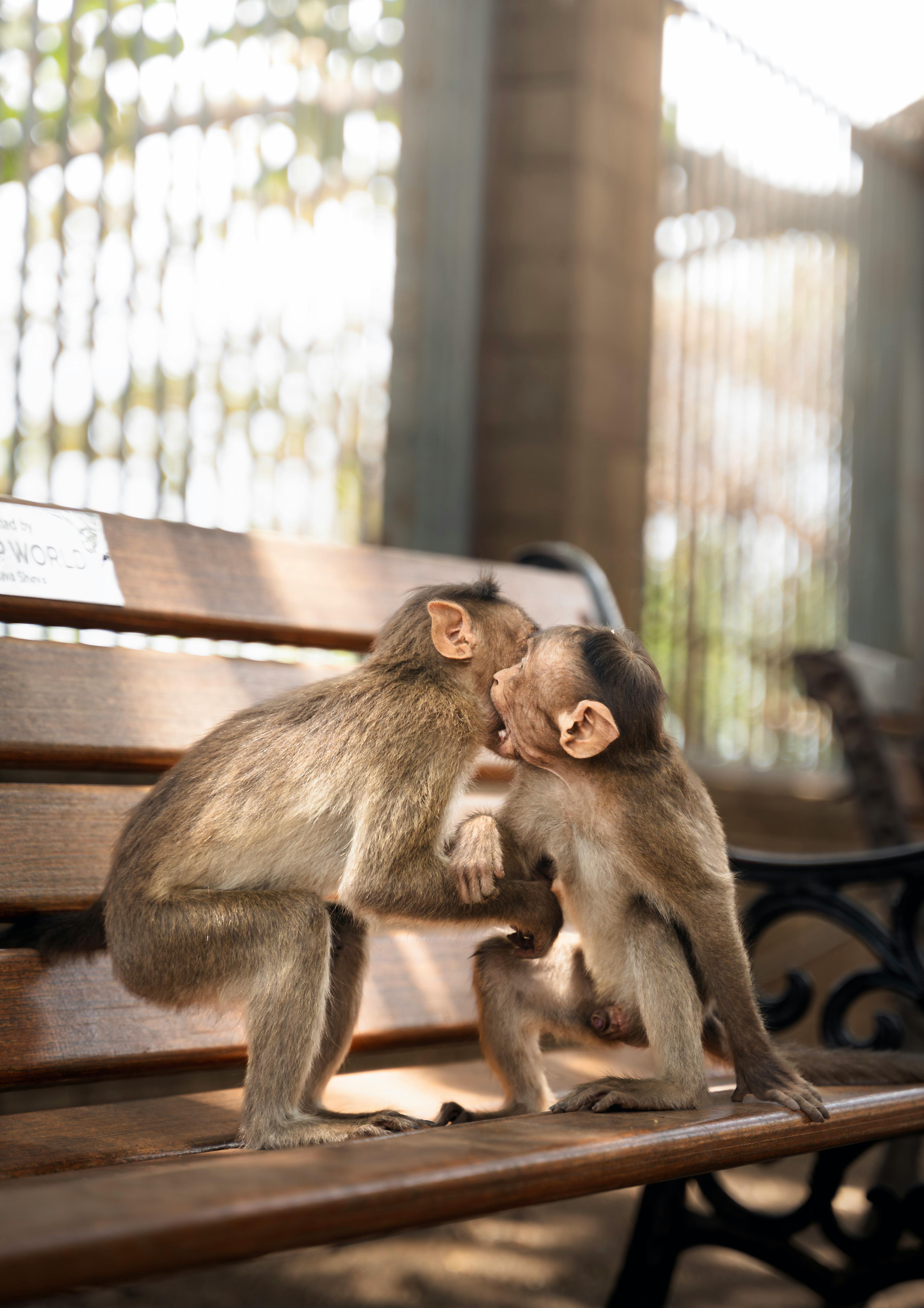 Playful Juvenile Monkeys Interacting on Bench · Free Stock Photo