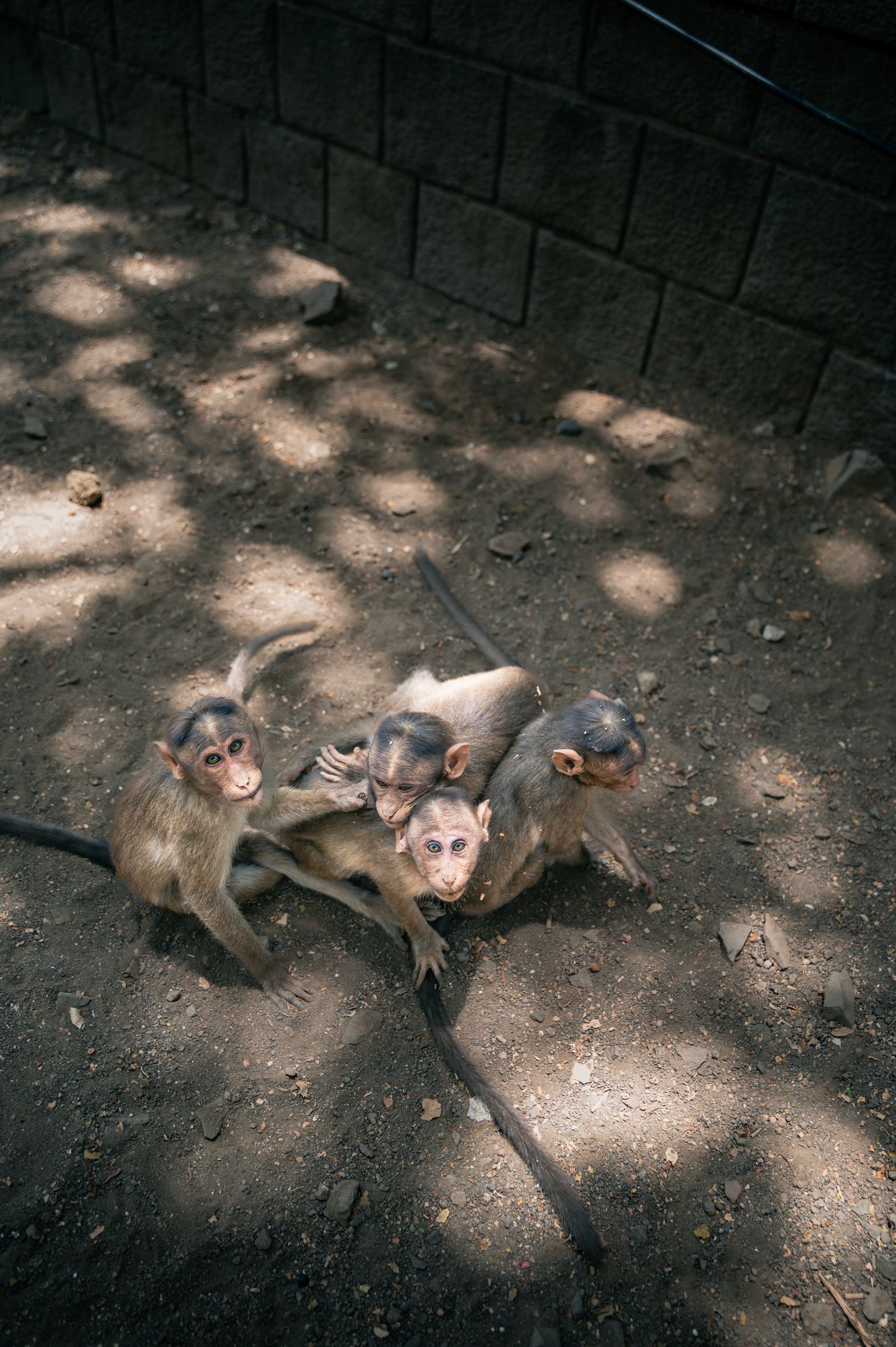 Three Monkeys Photos, Download The BEST Free Three Monkeys Stock Photos ...