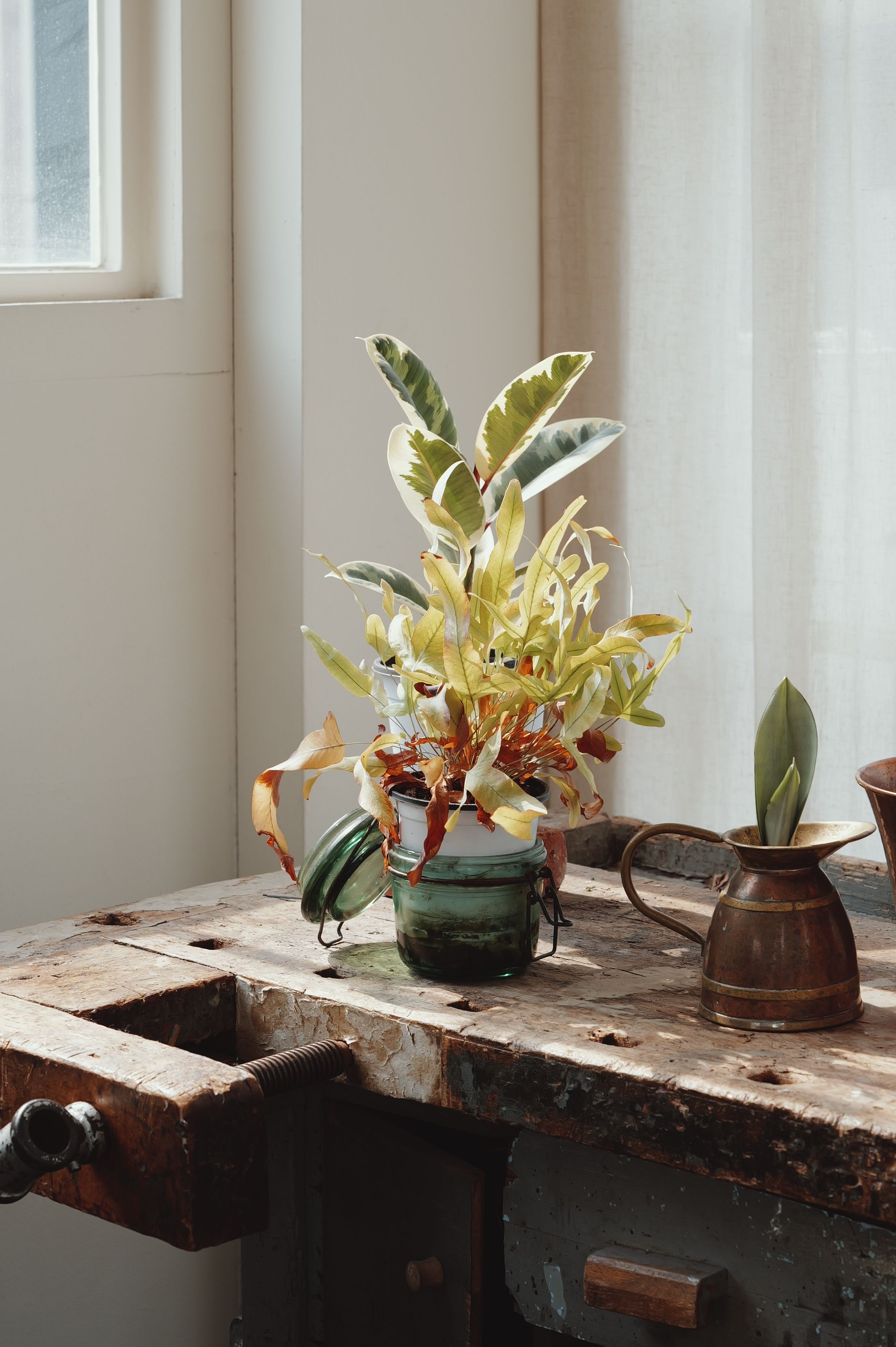 Rustic Plant Arrangement on Vintage Table · Free Stock Photo