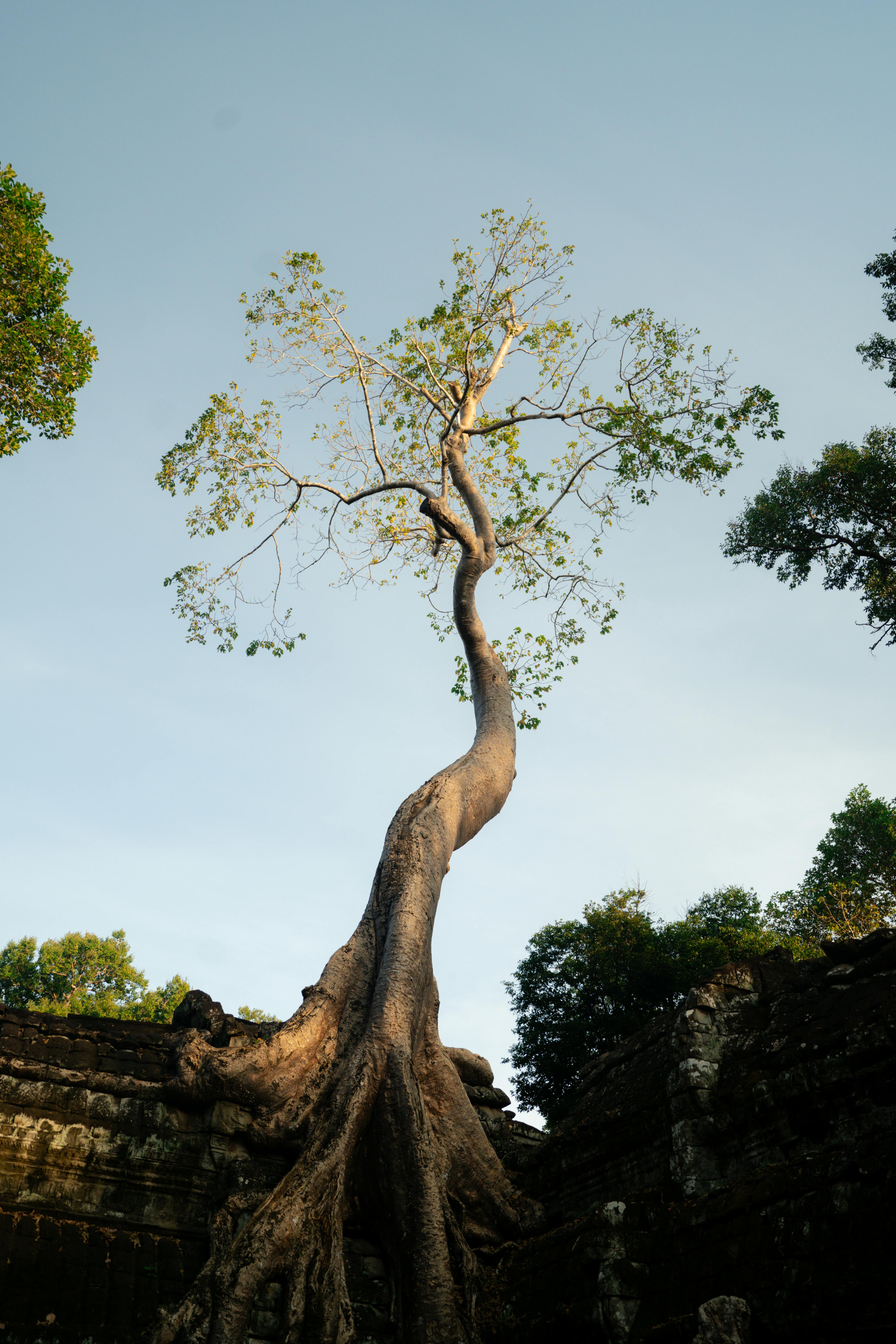 Majestic Tree Growing Amidst Ancient Ruins · Free Stock Photo