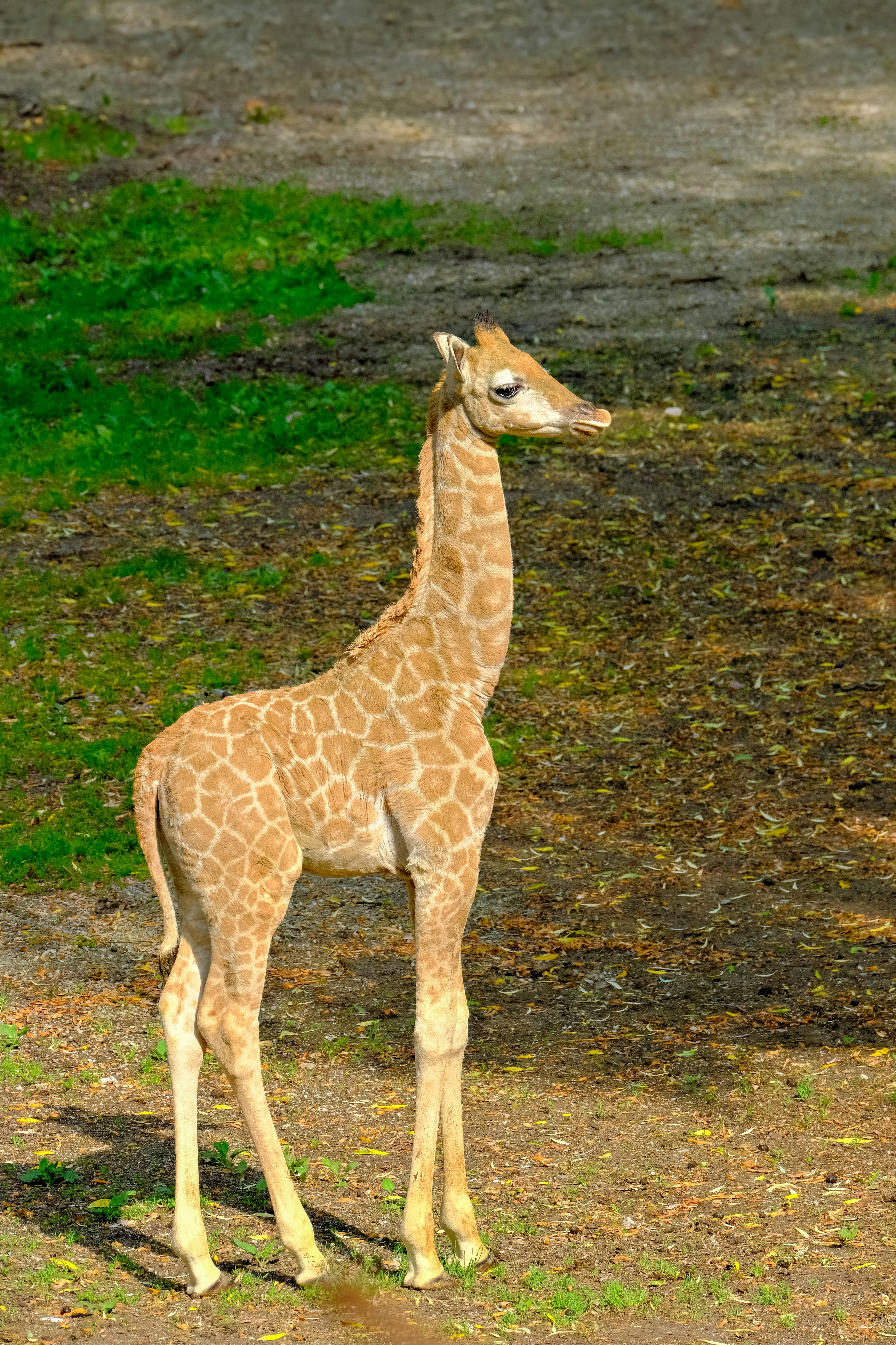 Baby Giraffe Photos, Download The BEST Free Baby Giraffe Stock Photos ...