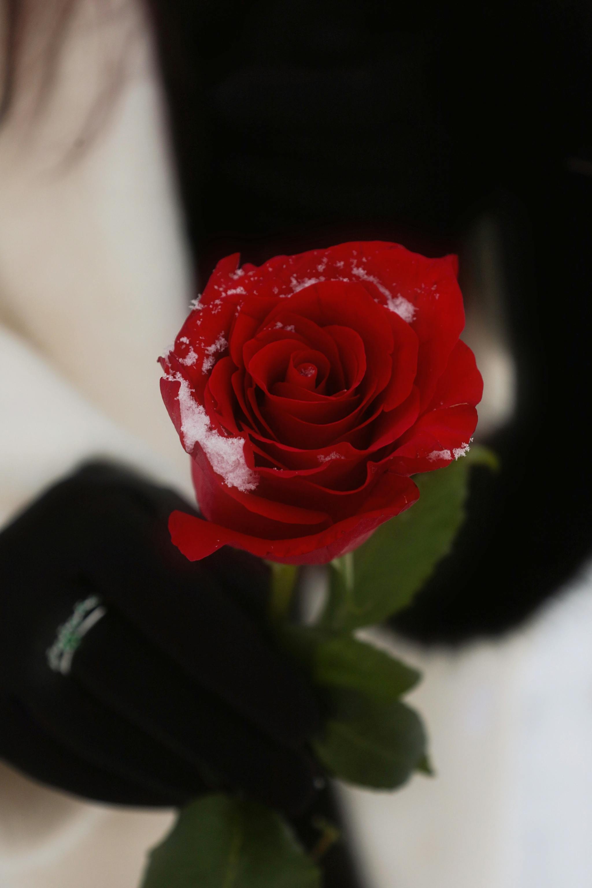 Sparrows+On+A+Branch+Enjoy+Spring+Blooms Photos, Download The BEST Free ...