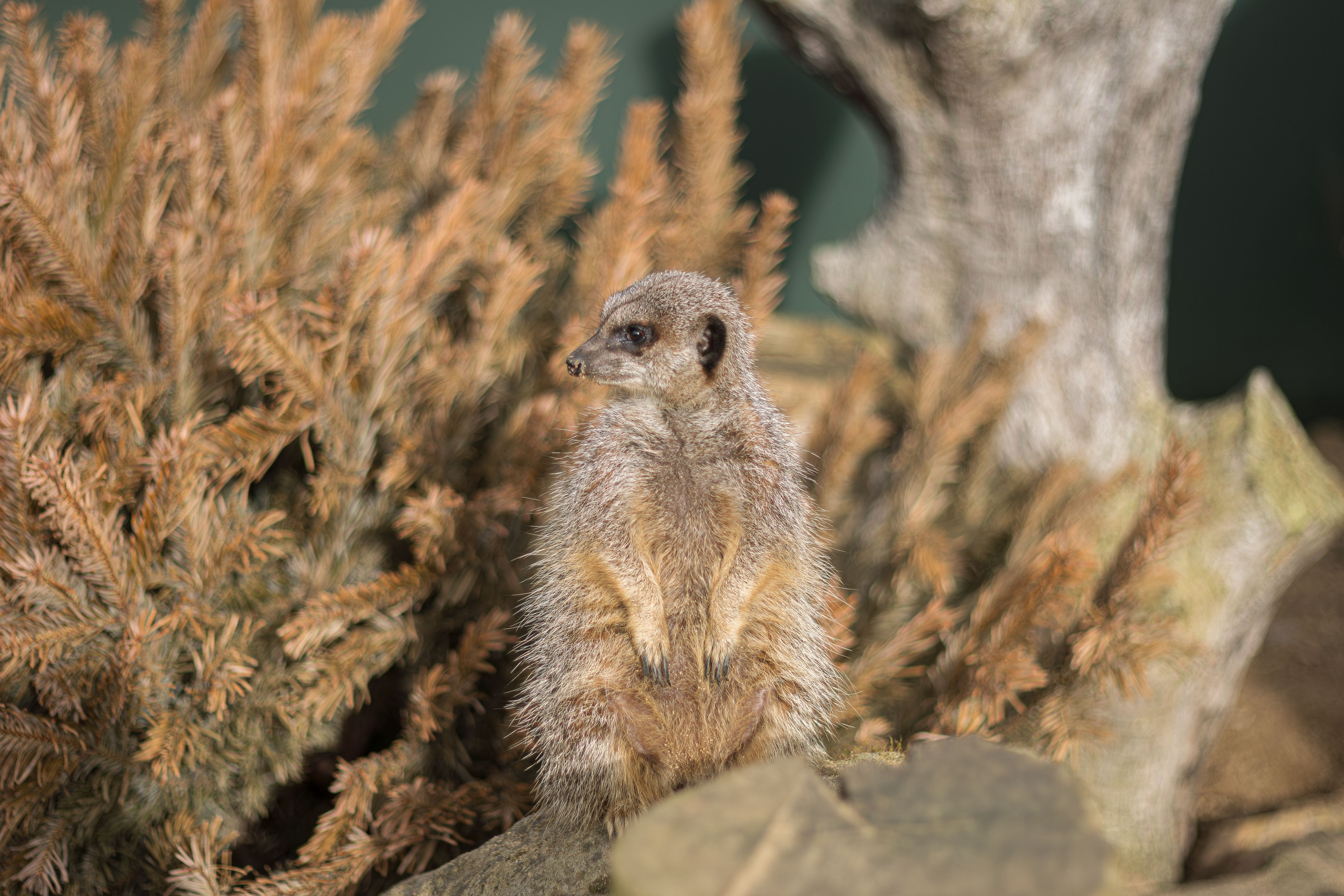 Captivating Meerkat in Natural Habitat Setting · Free Stock Photo