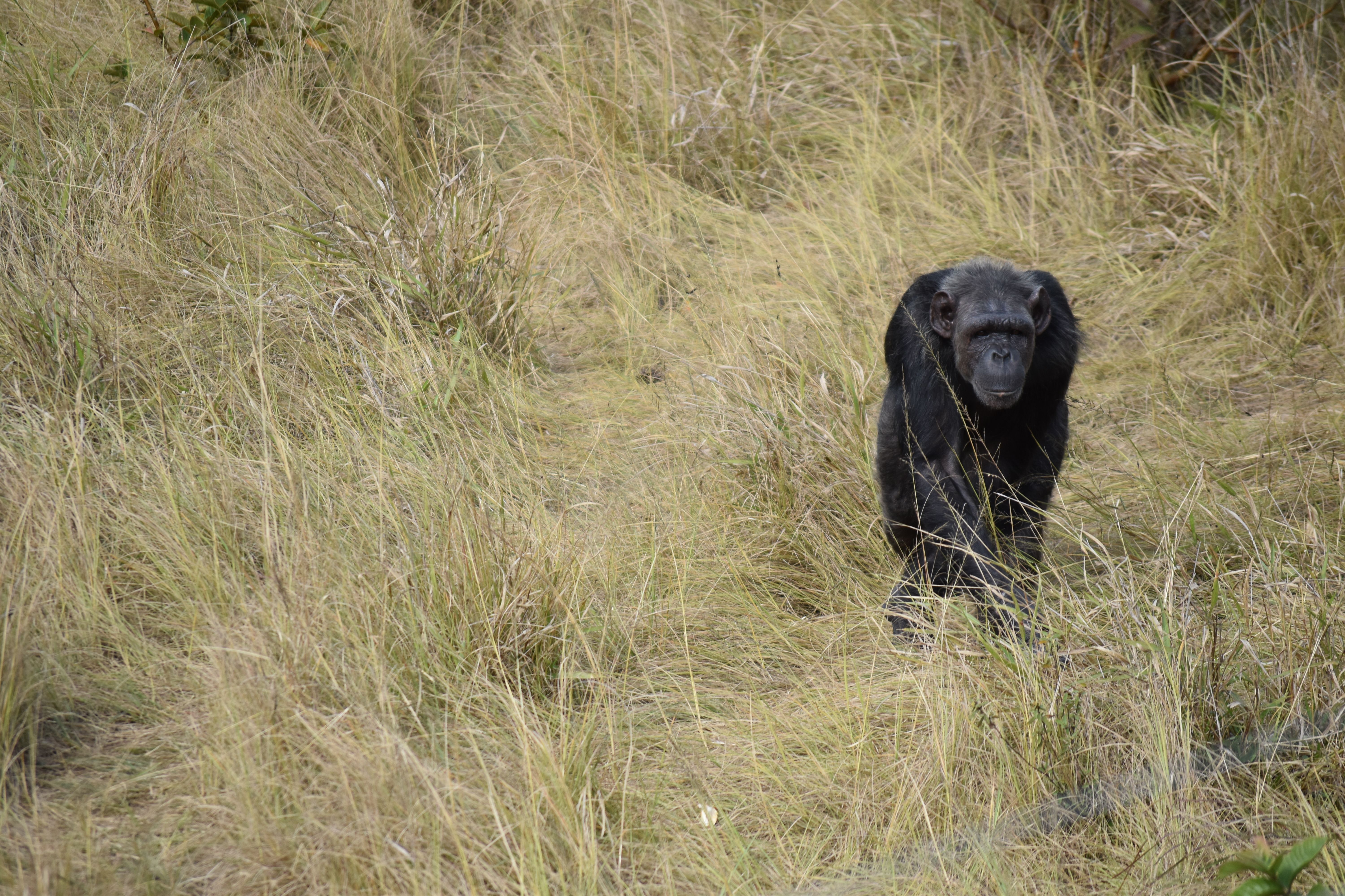 Chimpanzee in South African Grassland · Free Stock Photo
