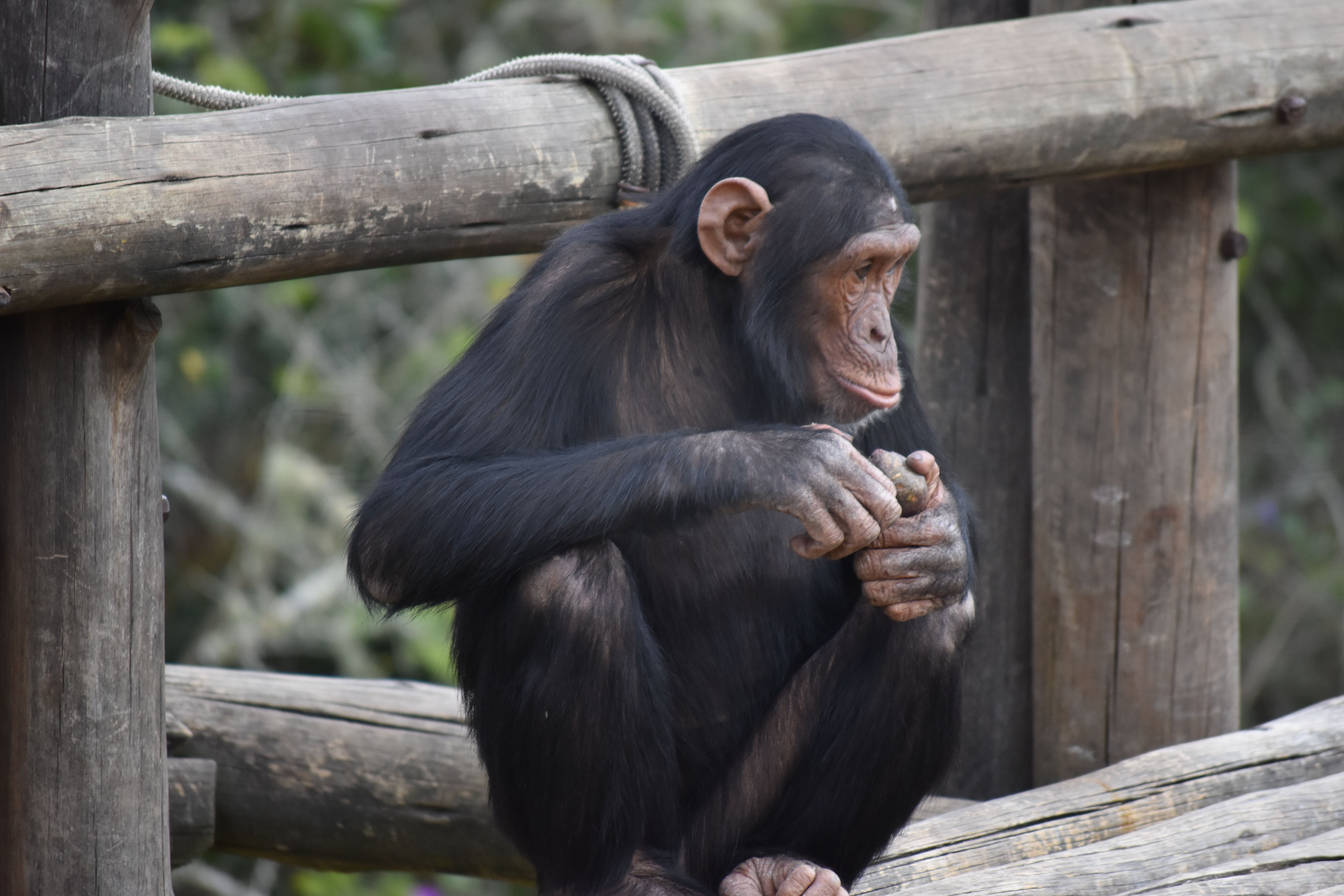Chimpanzee in Natural Habitat, South Africa · Free Stock Photo