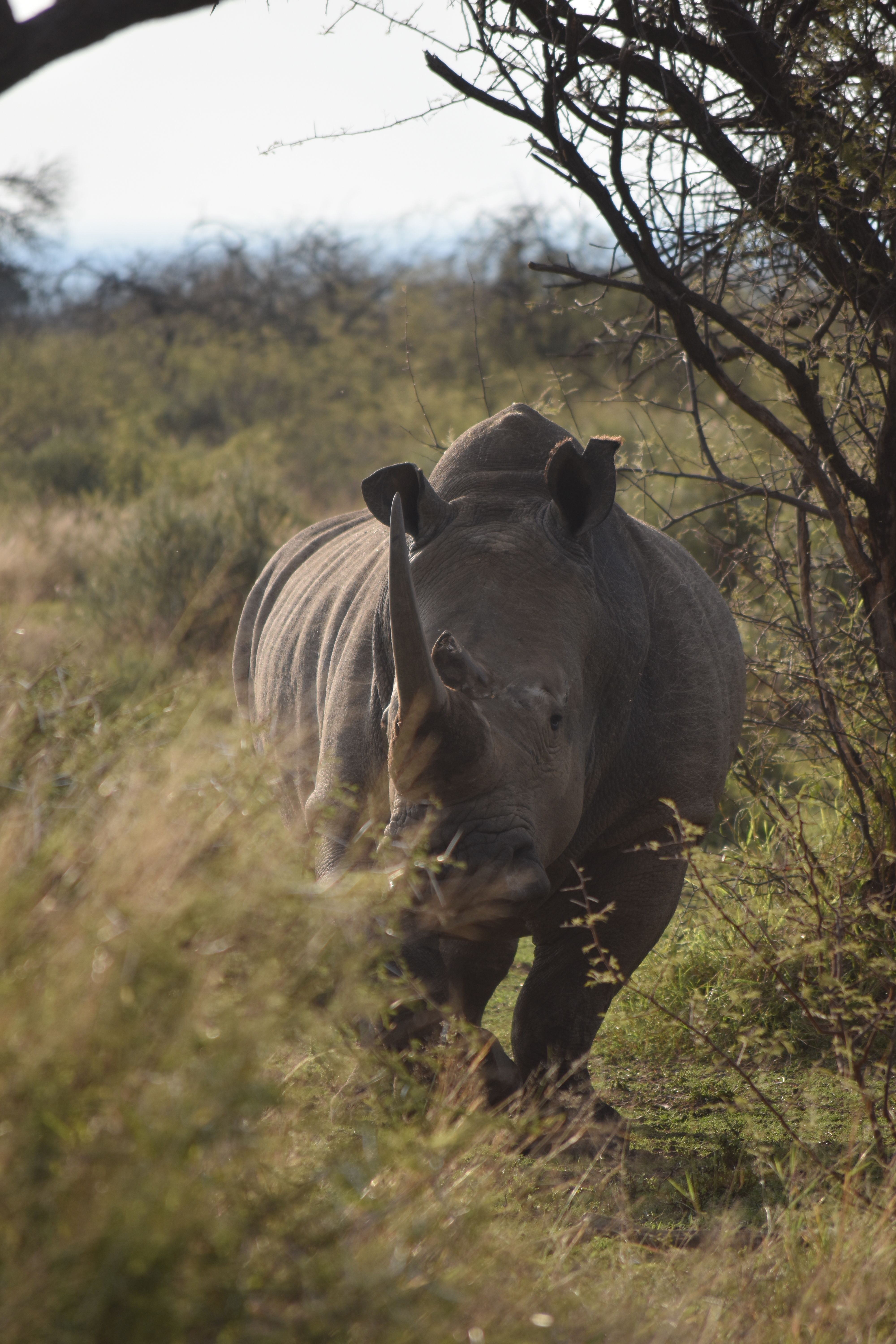 African Rhino Grazing in South African Safari · Free Stock Photo