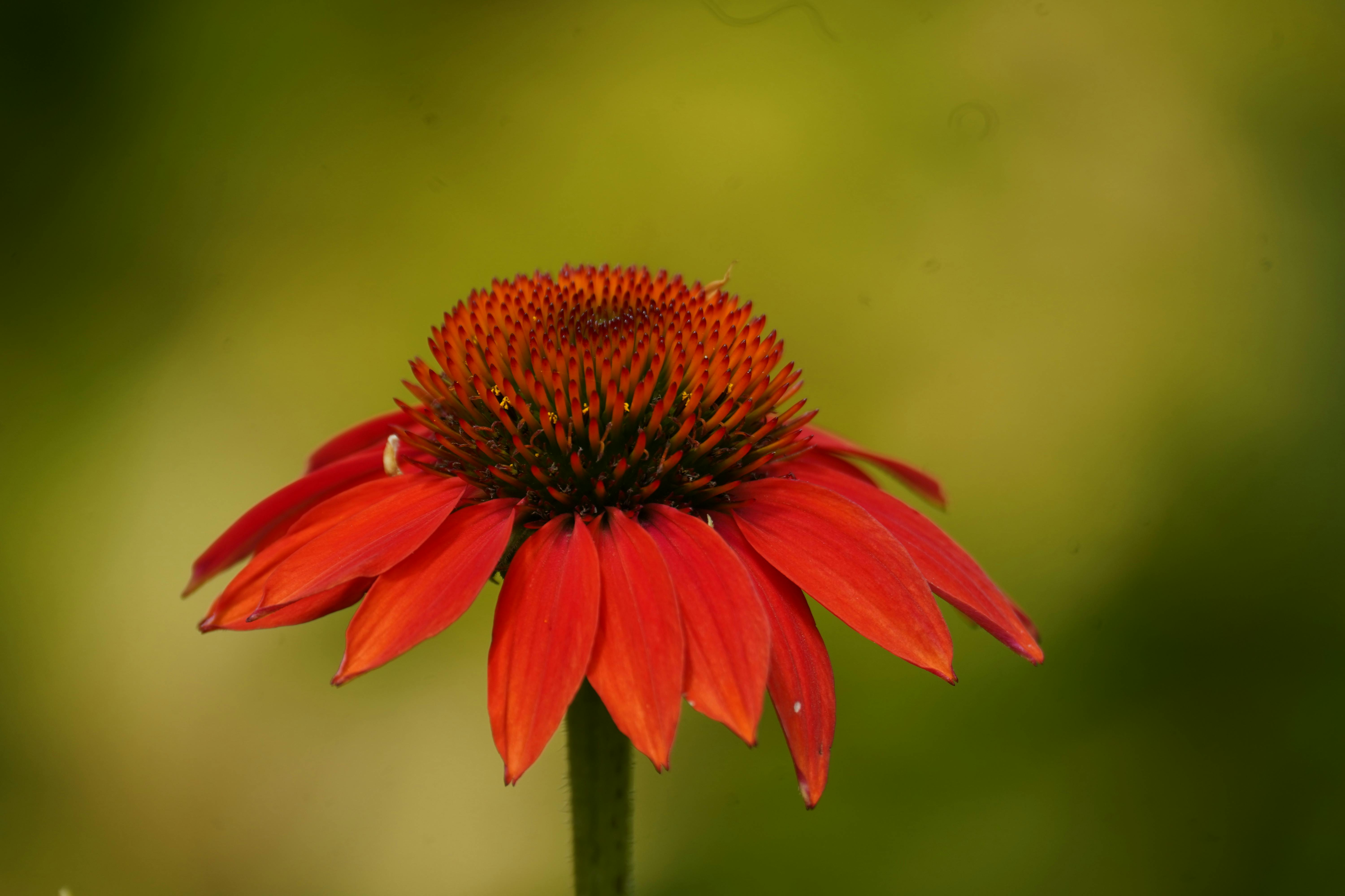 Close-up of a Vibrant Red Coneflower Blossom · Free Stock Photo