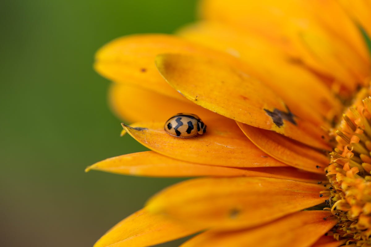 Ladybugs Photos, Download The BEST Free Ladybugs Stock Photos & HD Images