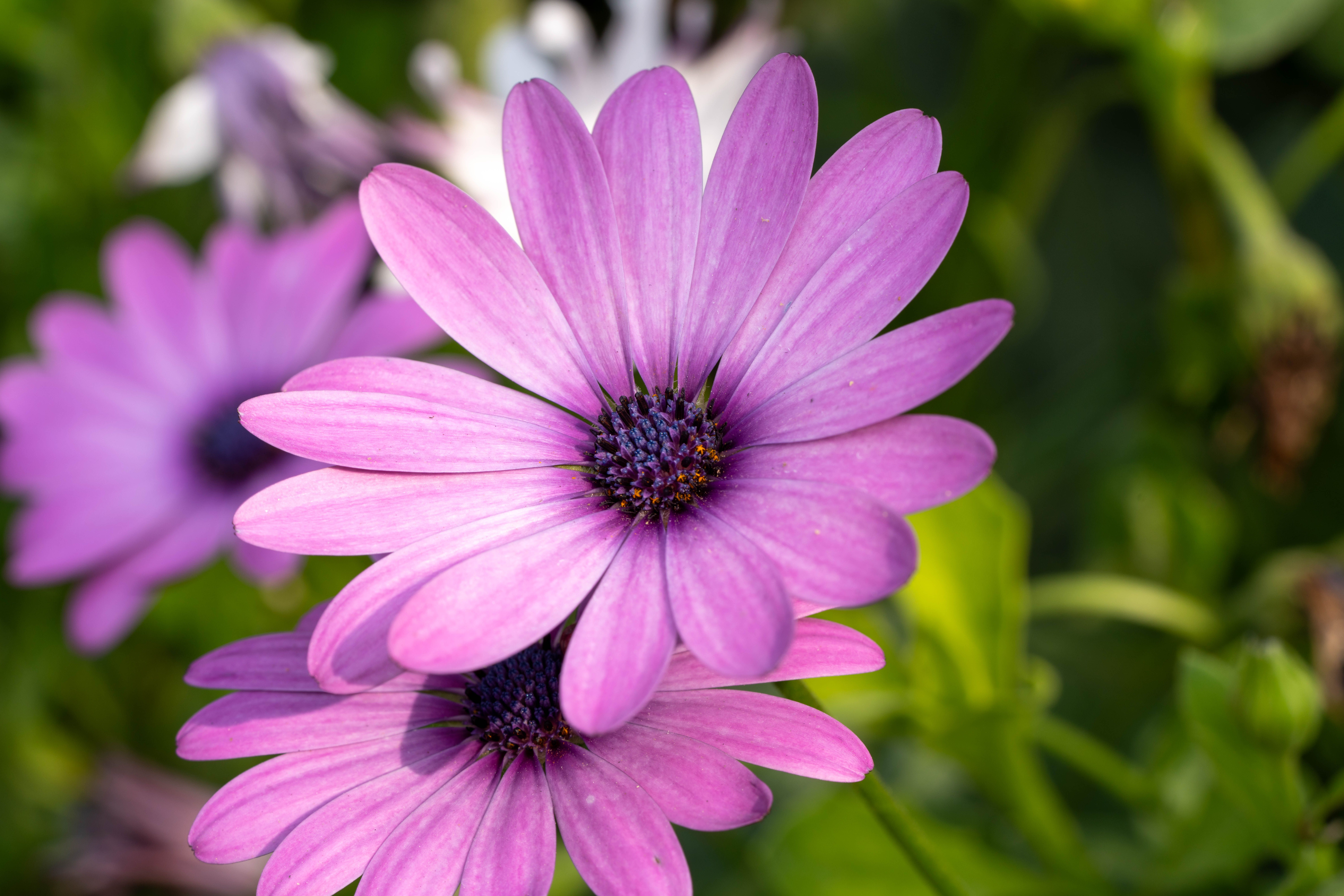 Foto de stock gratuita sobre @al aire libre, arreglo floral, asterácea ...