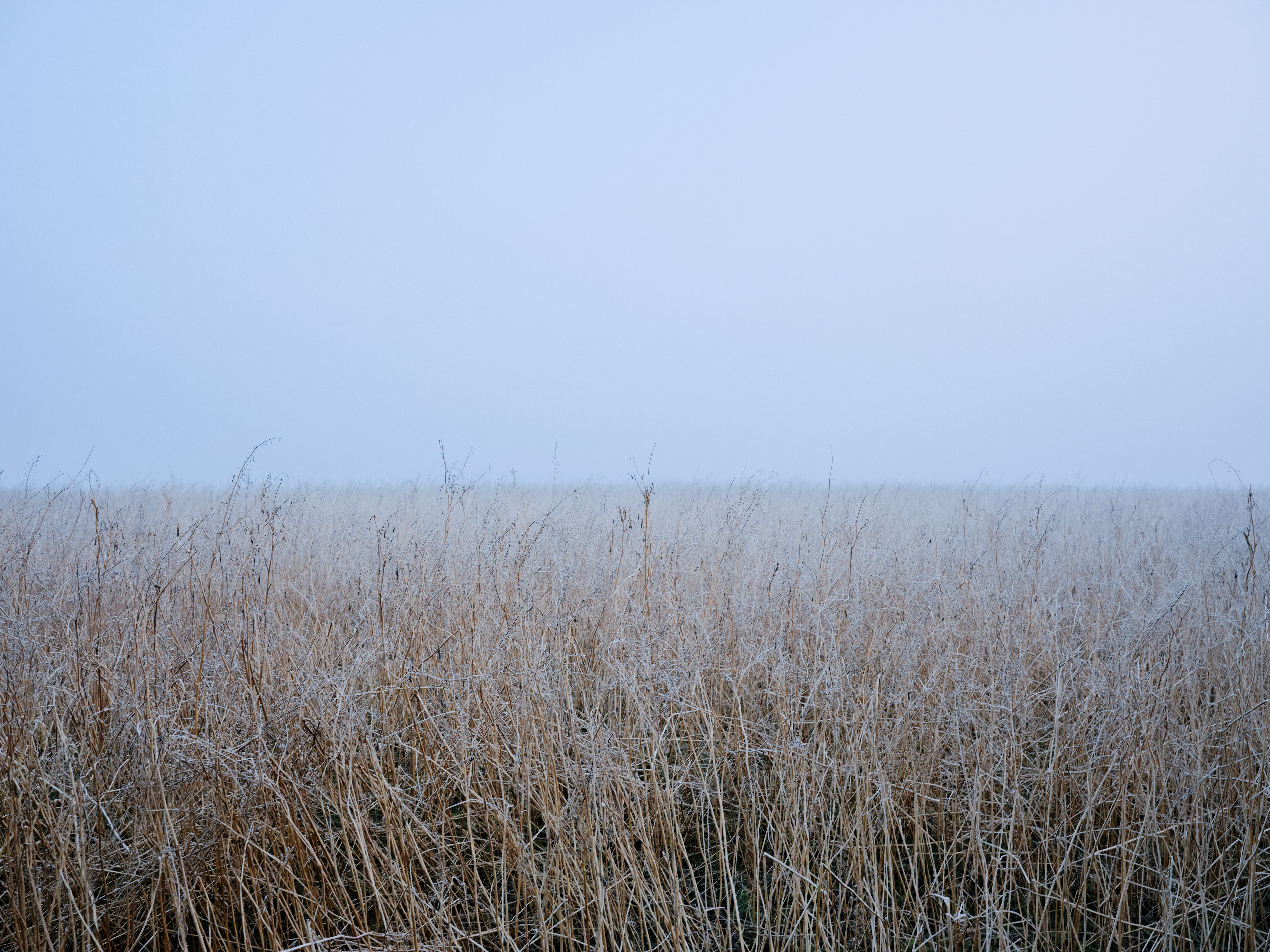Frosty Winter Field Landscape with Misty Horizon · Free Stock Photo
