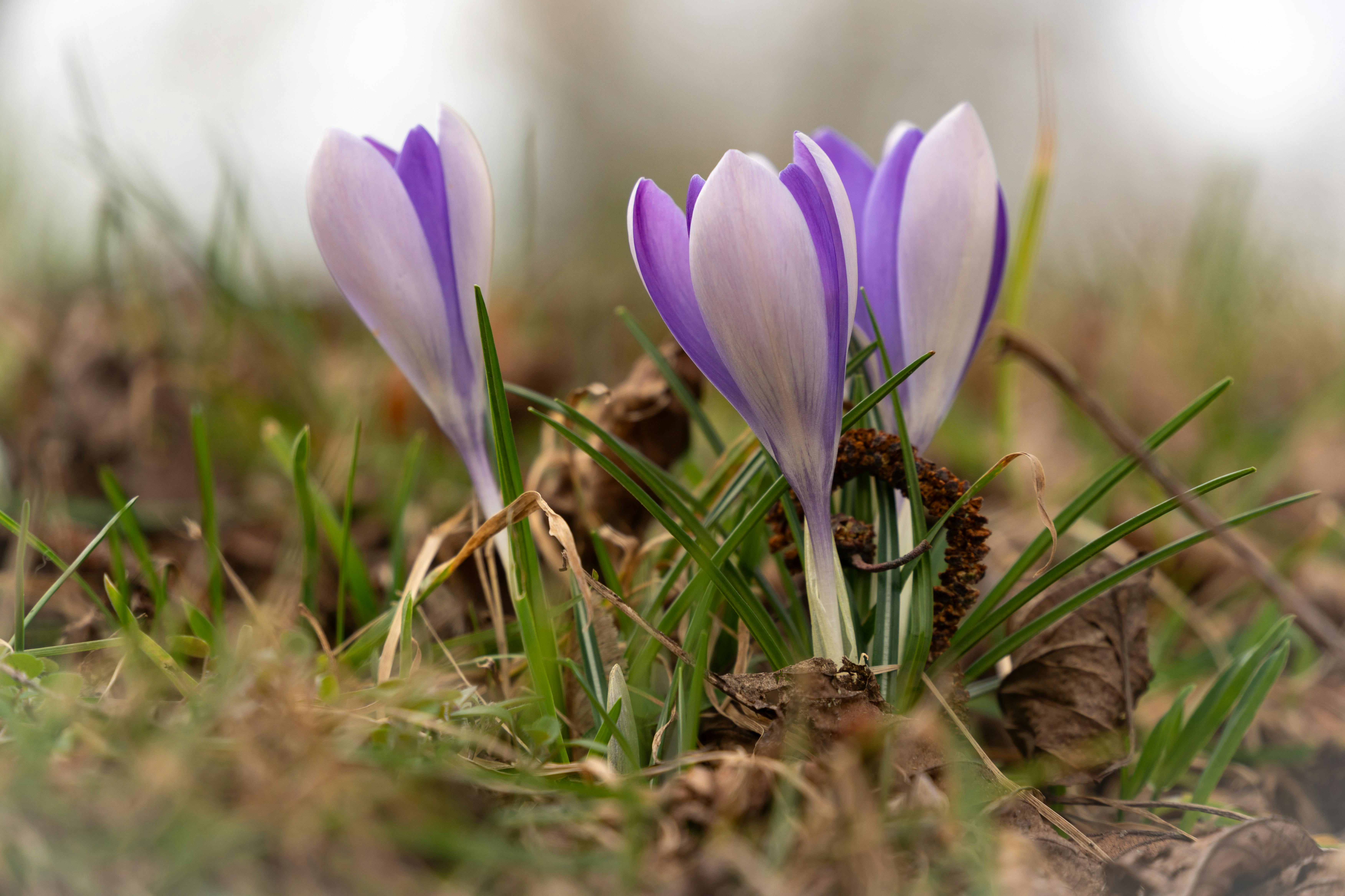 Flores De Azafrán Moradas Y Blancas A Principios De Primavera · Foto de ...