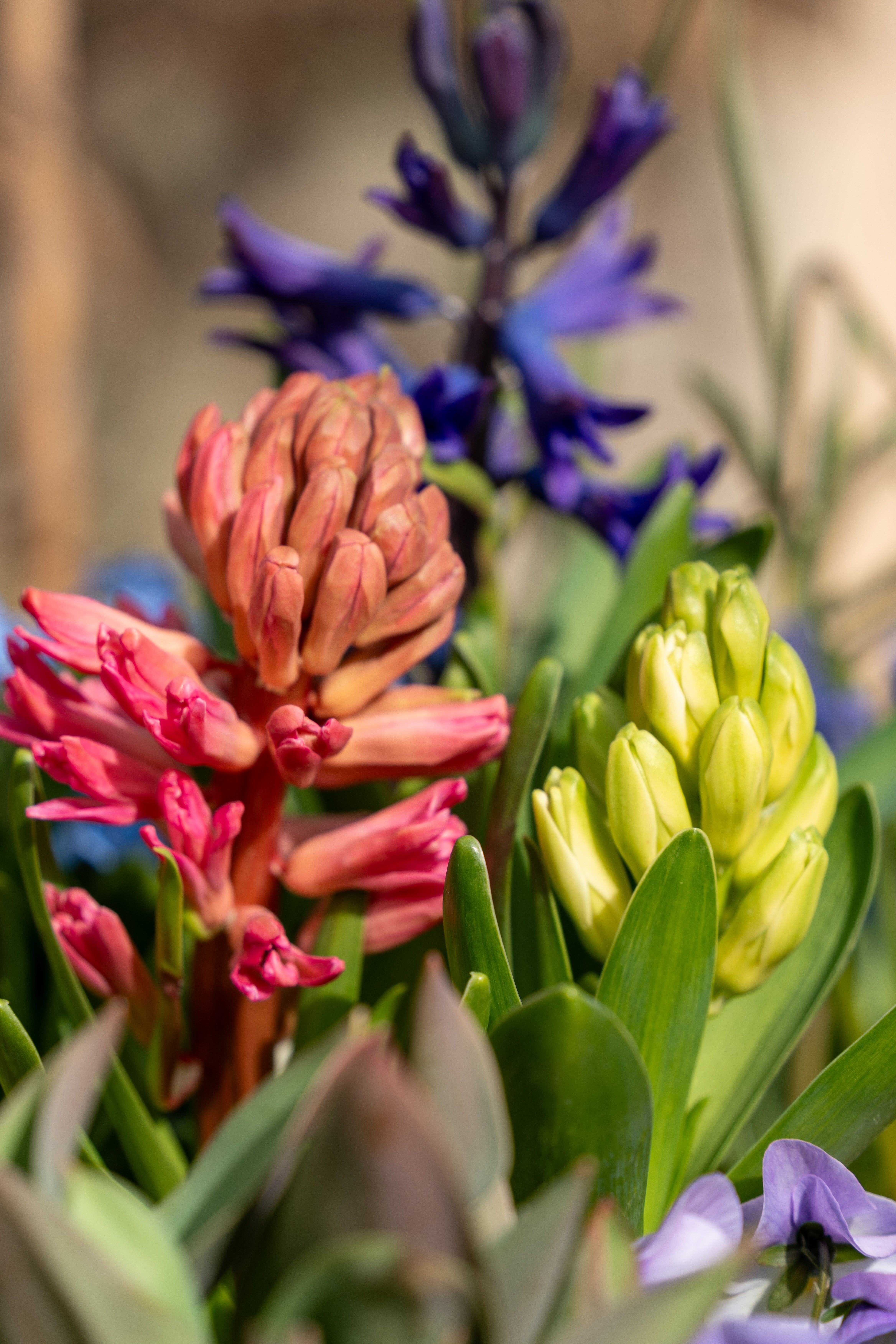 Vibrant Springtime Hyacinth Blooms Close-up · Free Stock Photo