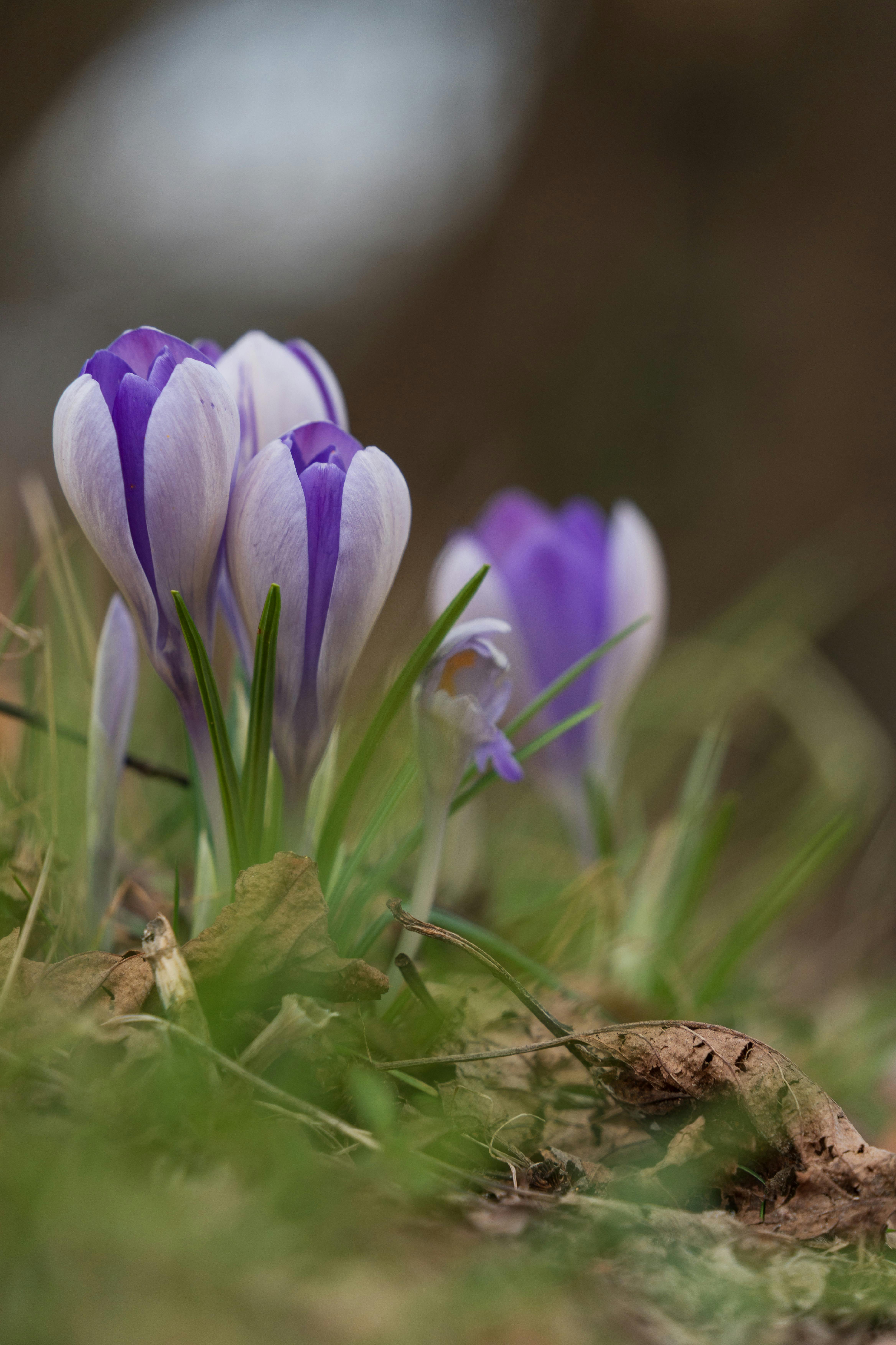 Purple Crocus Blooms in Springtime Garden · Free Stock Photo