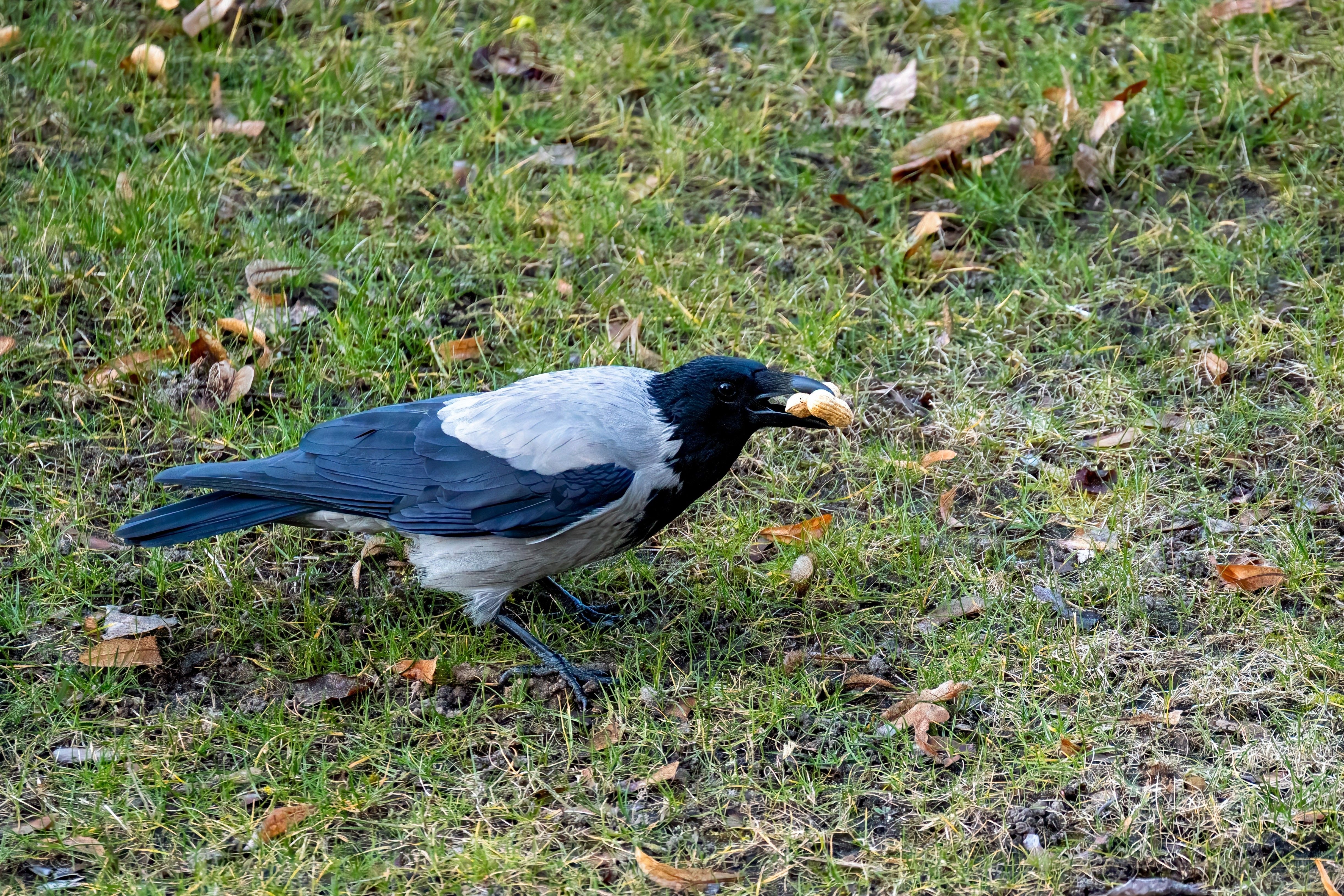 Change, Raven Photos, Download The BEST Free Change, Raven Stock Photos ...