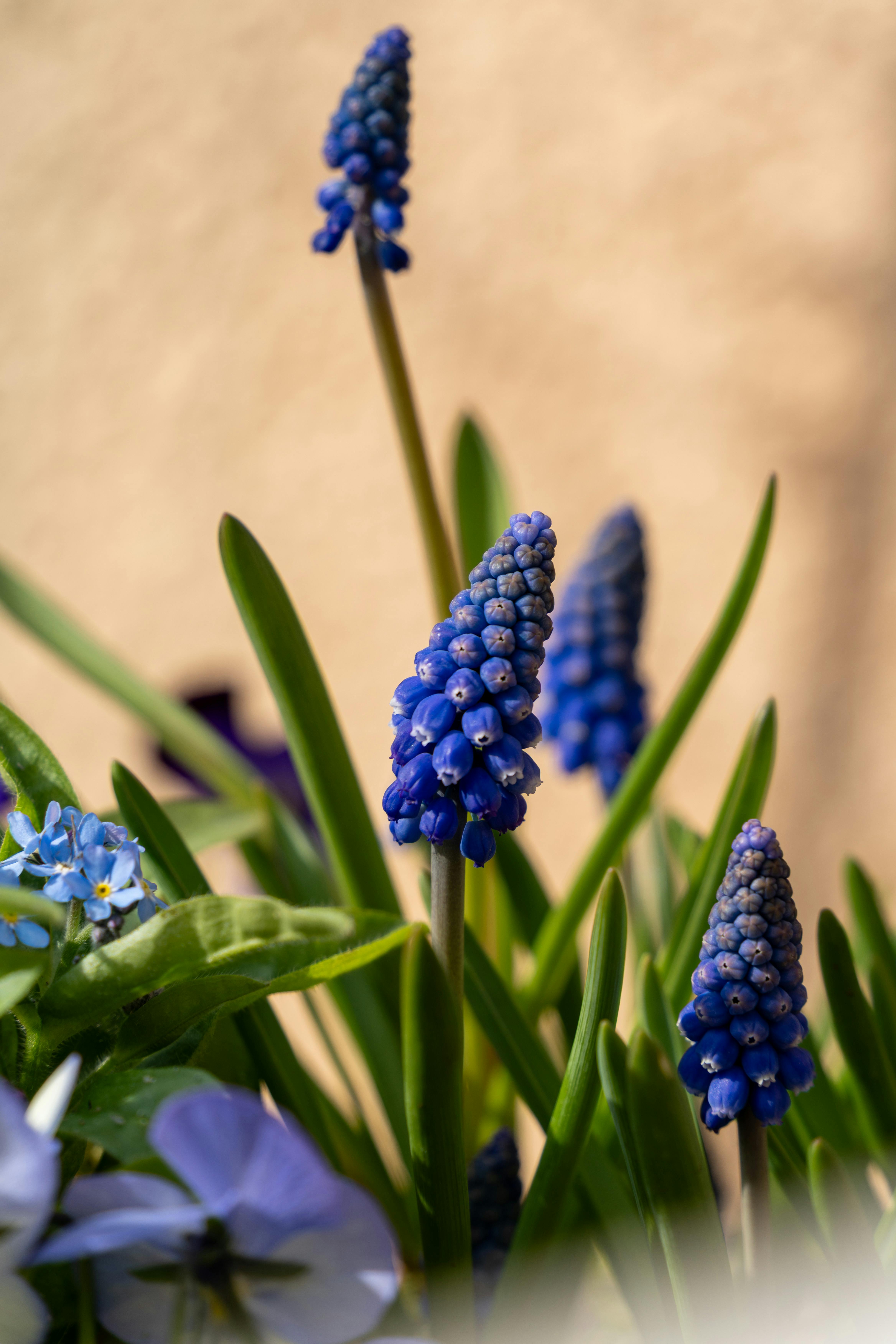 Vibrant Spring Hyacinths in Bloom · Free Stock Photo
