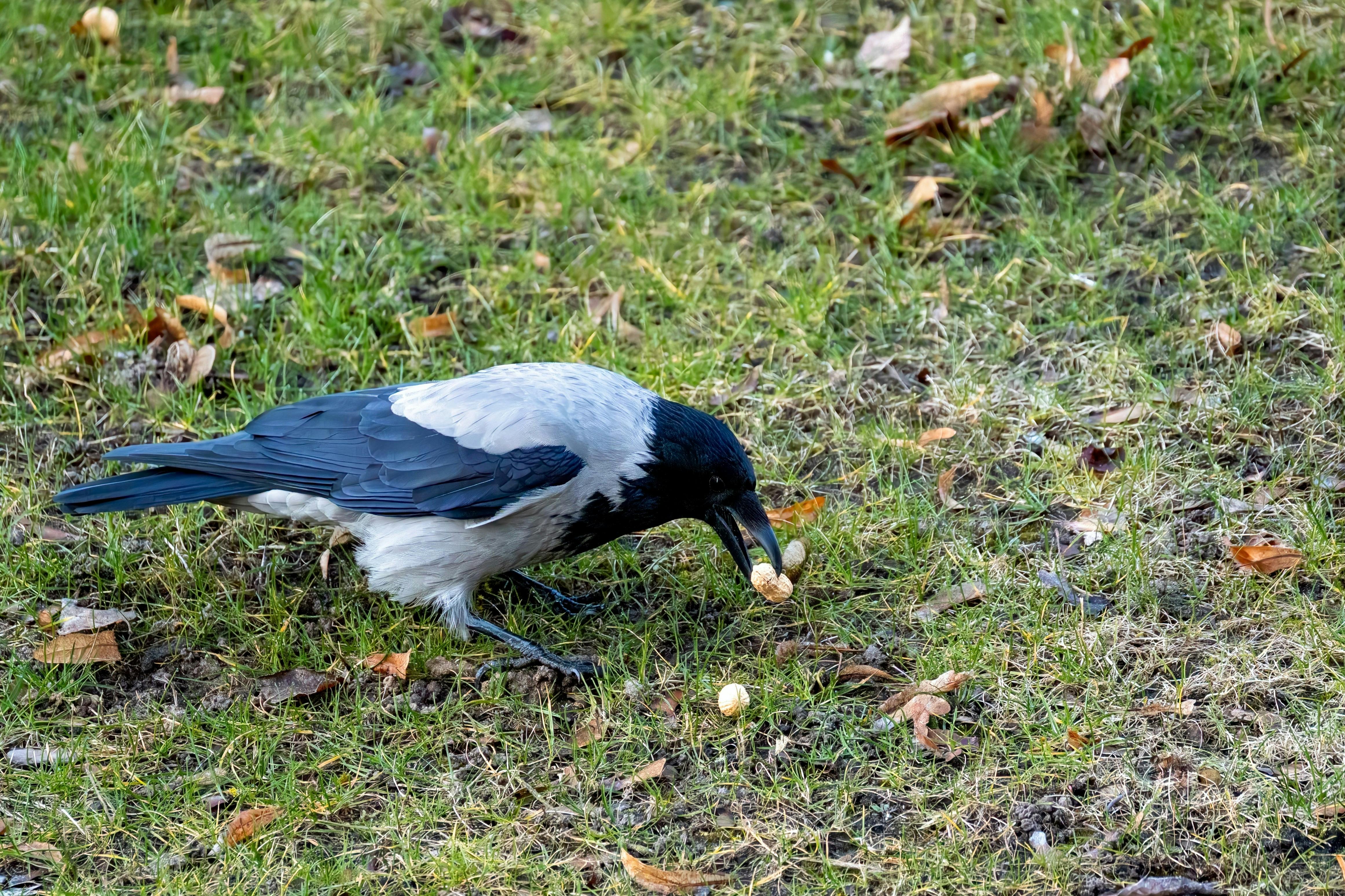 Hooded Crow Searching for Food in the Park · Free Stock Photo