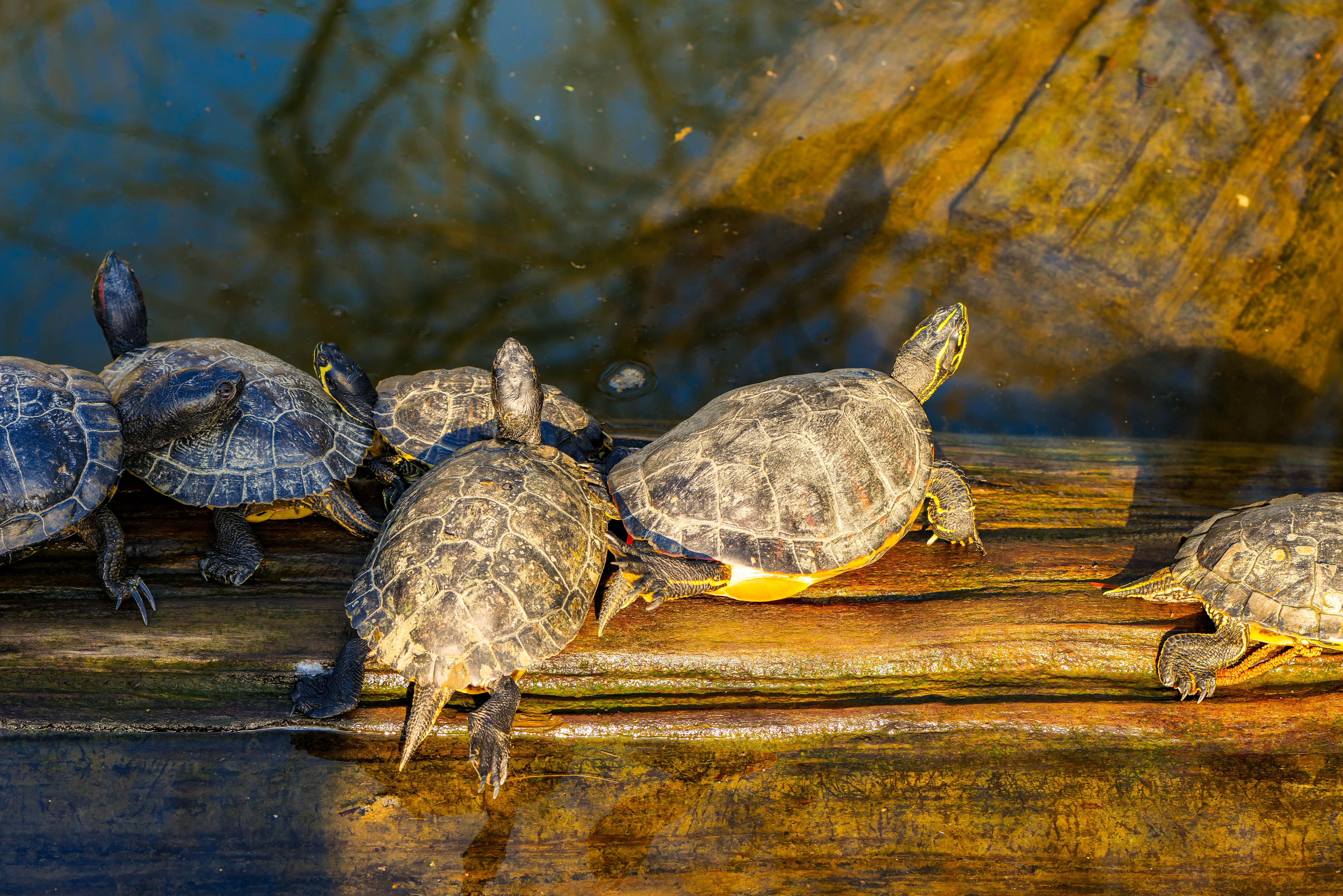 Grupo De Tortugas Tomando El Sol En Un Tronco En Zagreb · Foto de stock ...