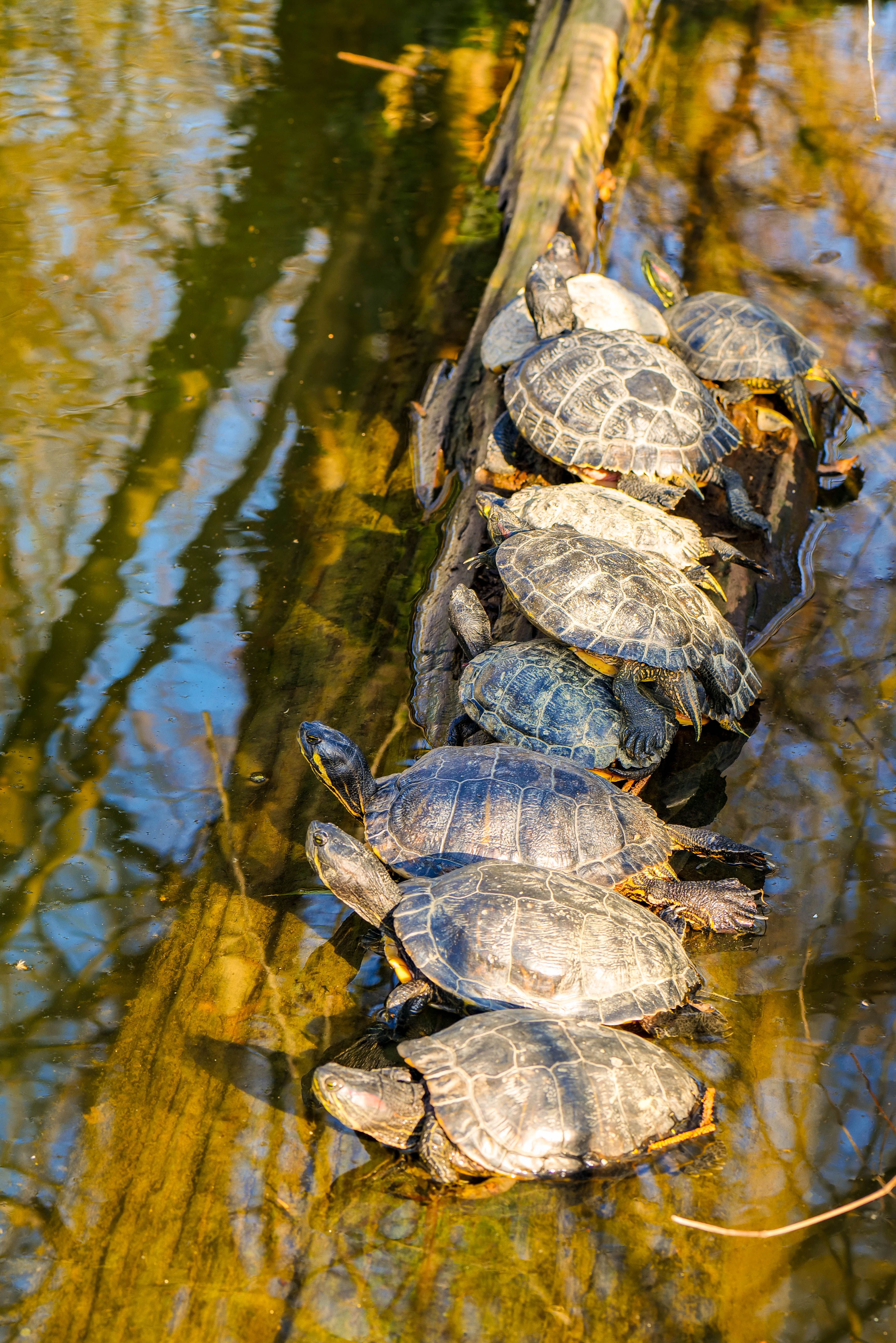 Turtles Sunbathing on Log in Zagreb Park · Free Stock Photo