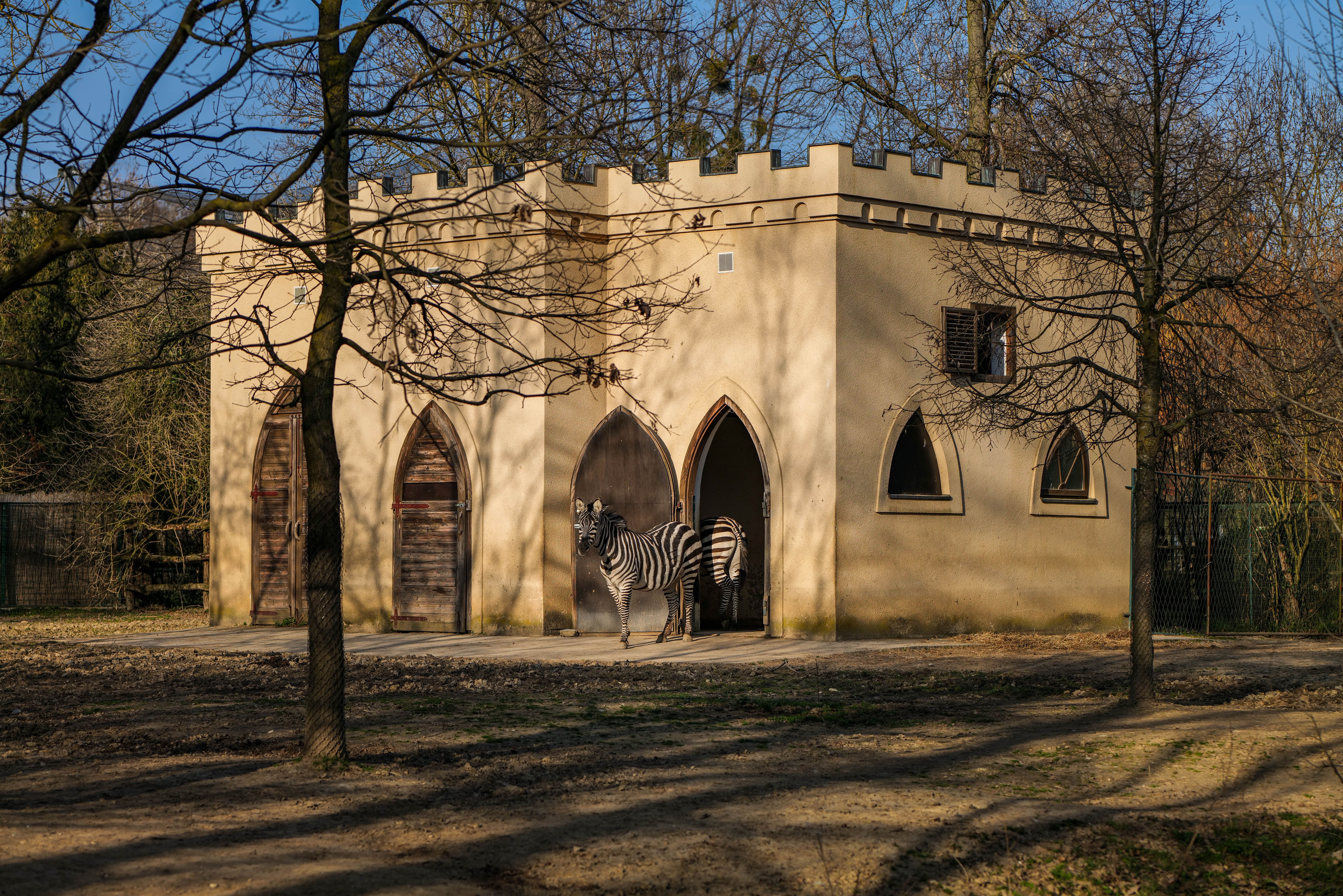 Zebras Grazing by Historic Zoo Building in Zagreb · Free Stock Photo