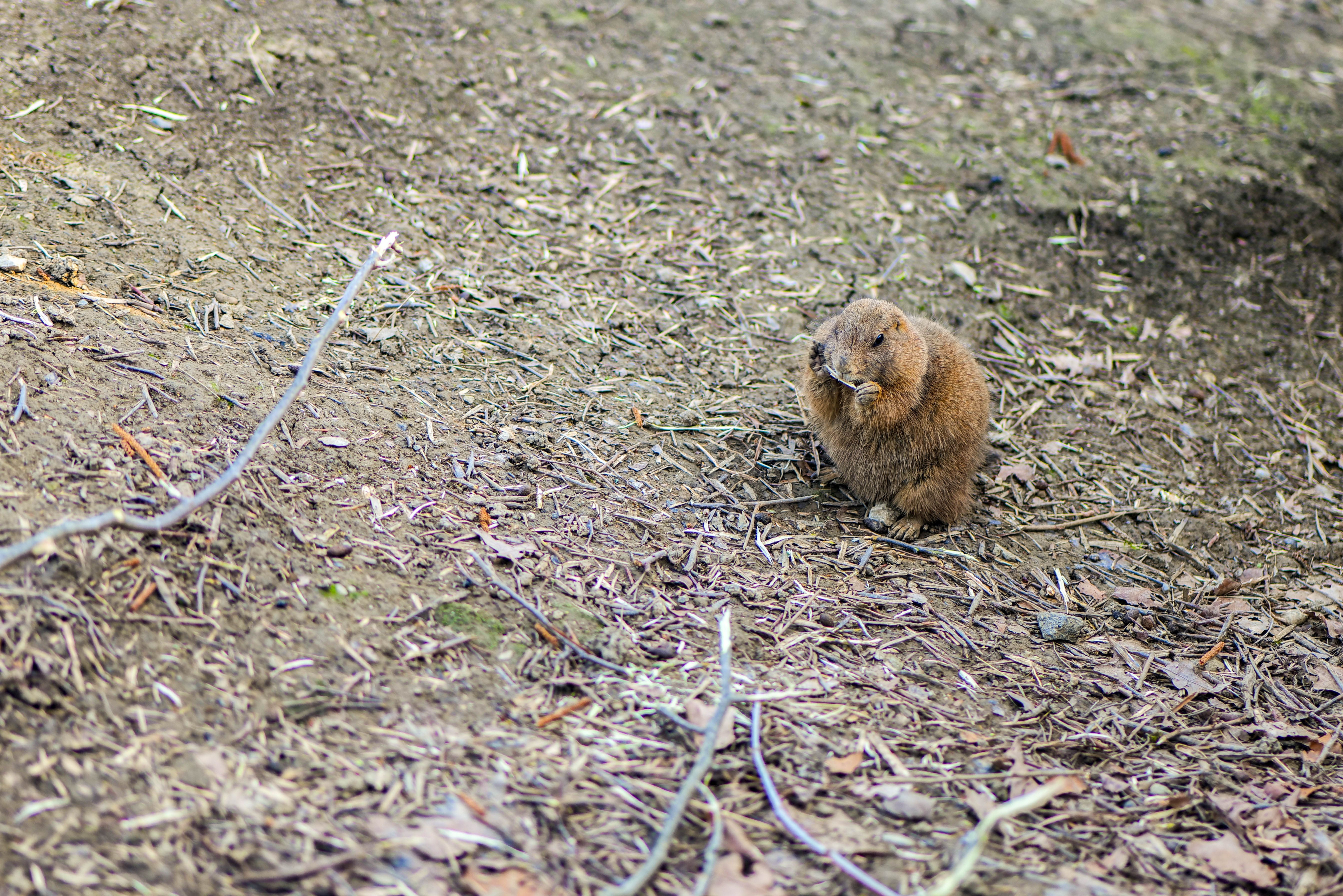 Cute Prairie Dog on Natural Ground Cover · Free Stock Photo