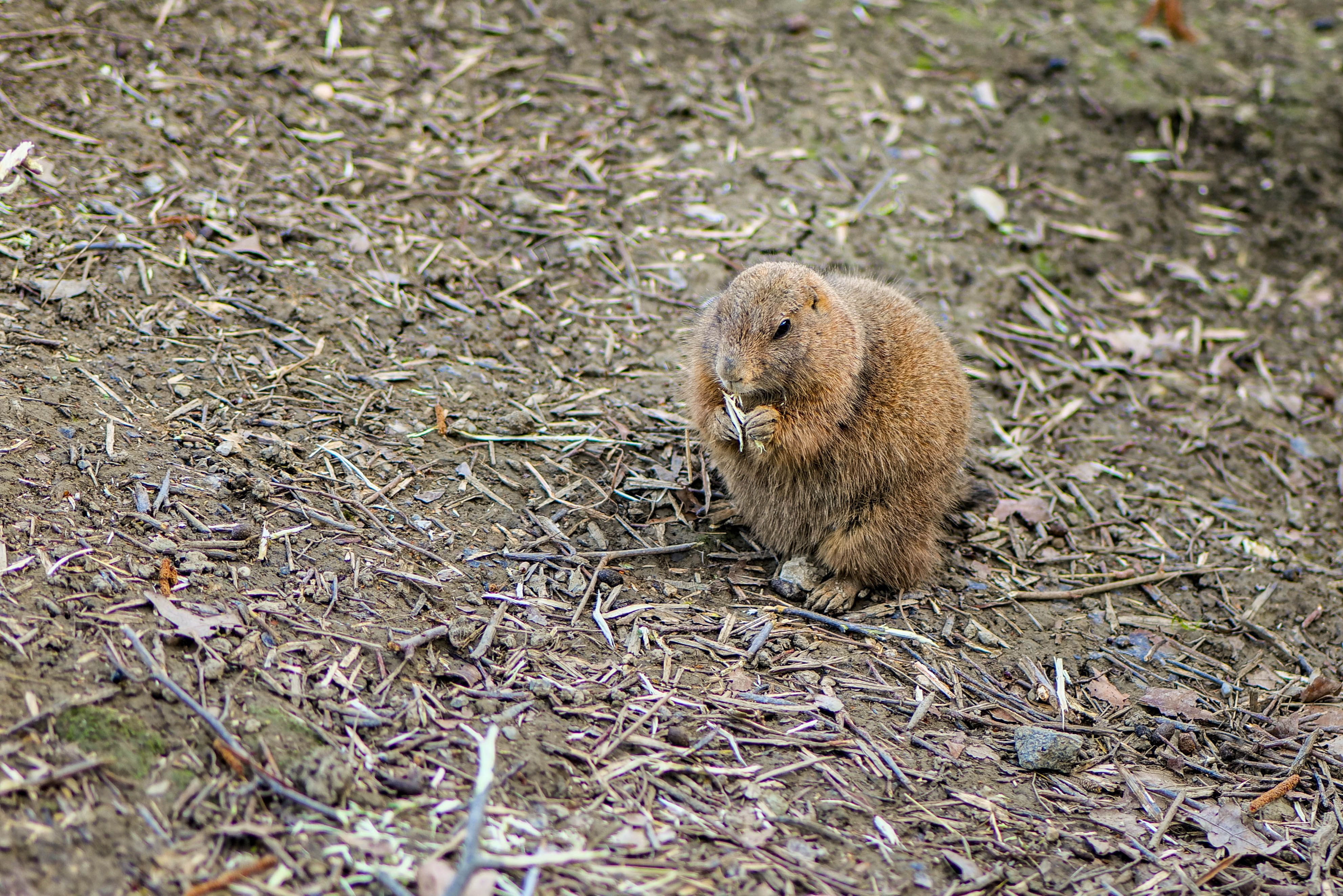 Groundhog Winter Photos, Download The BEST Free Groundhog Winter Stock ...