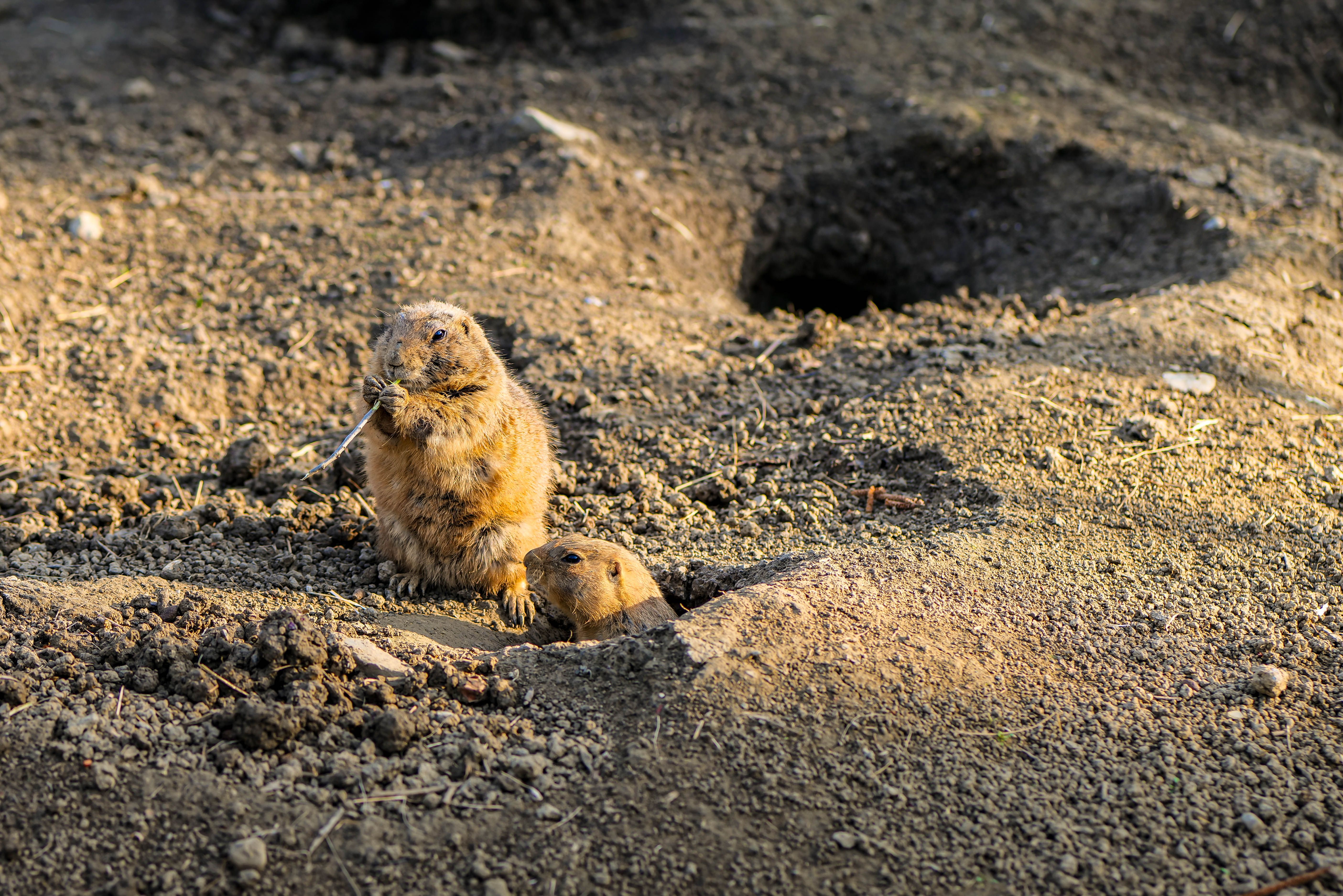 Close-Up of Two Prairie Dogs in Zagreb · Free Stock Photo