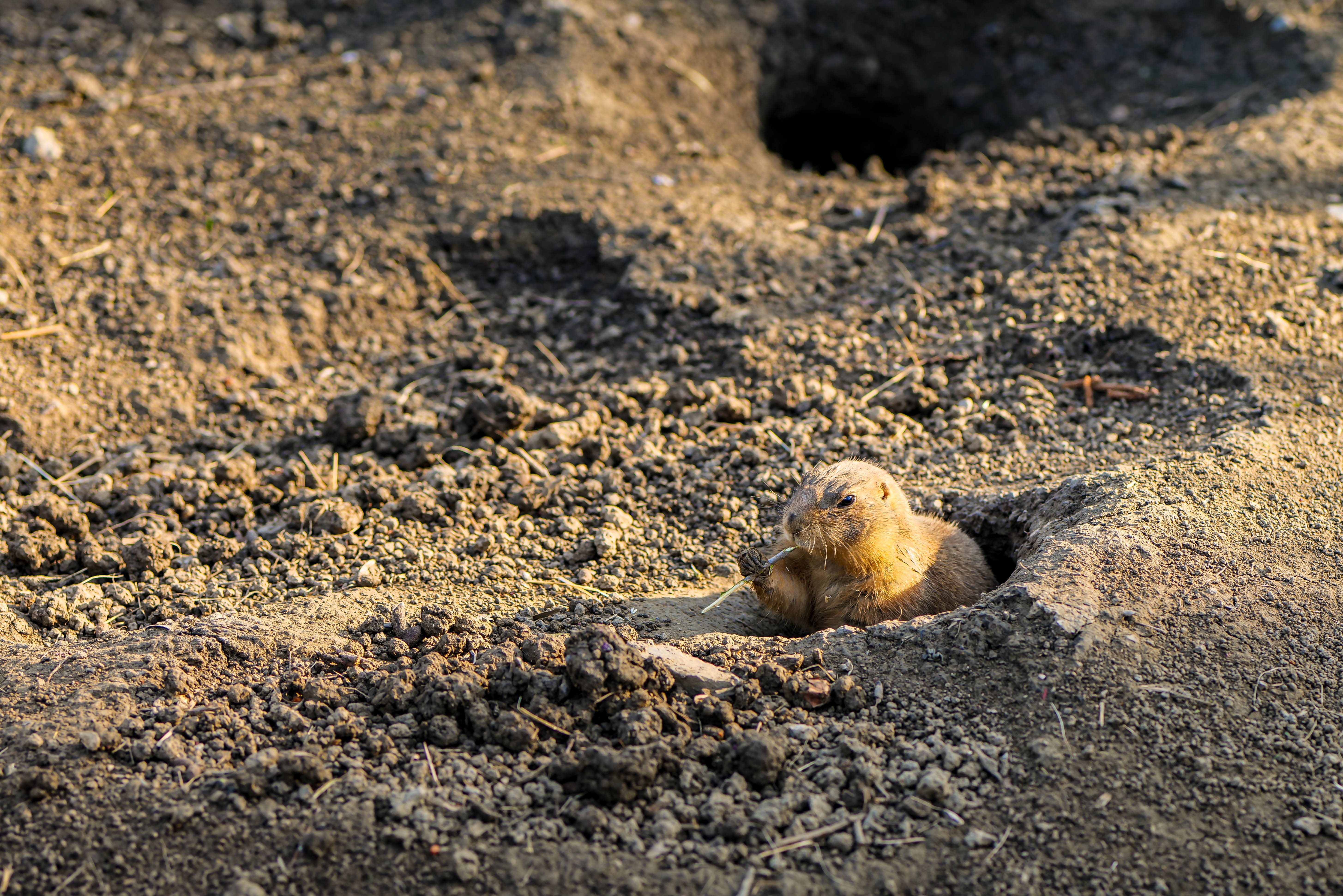 Prairie Dog Emerging from Burrow in Zagreb · Free Stock Photo