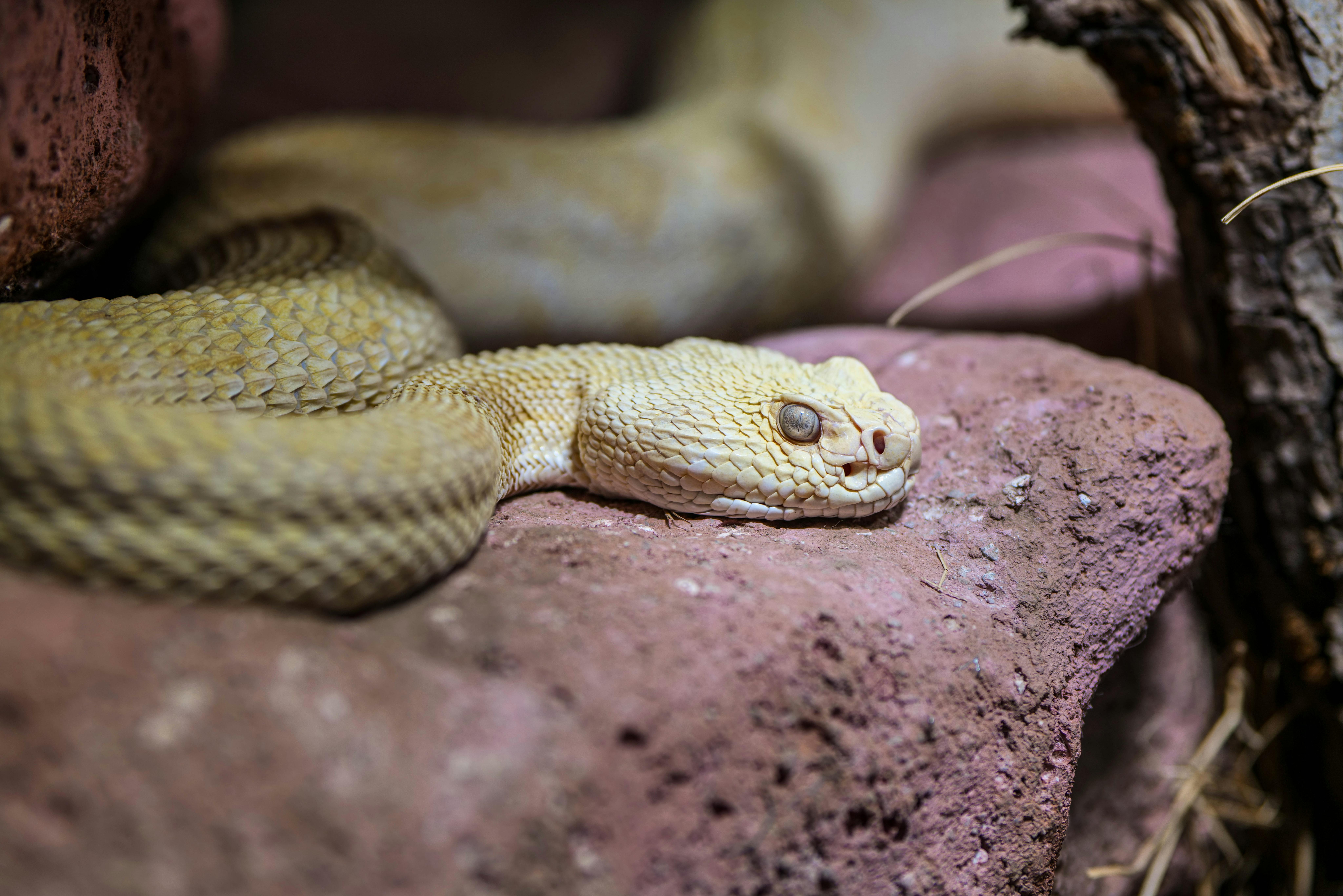 Albino Snake Resting on Rocks in Zagreb Zoo · Free Stock Photo