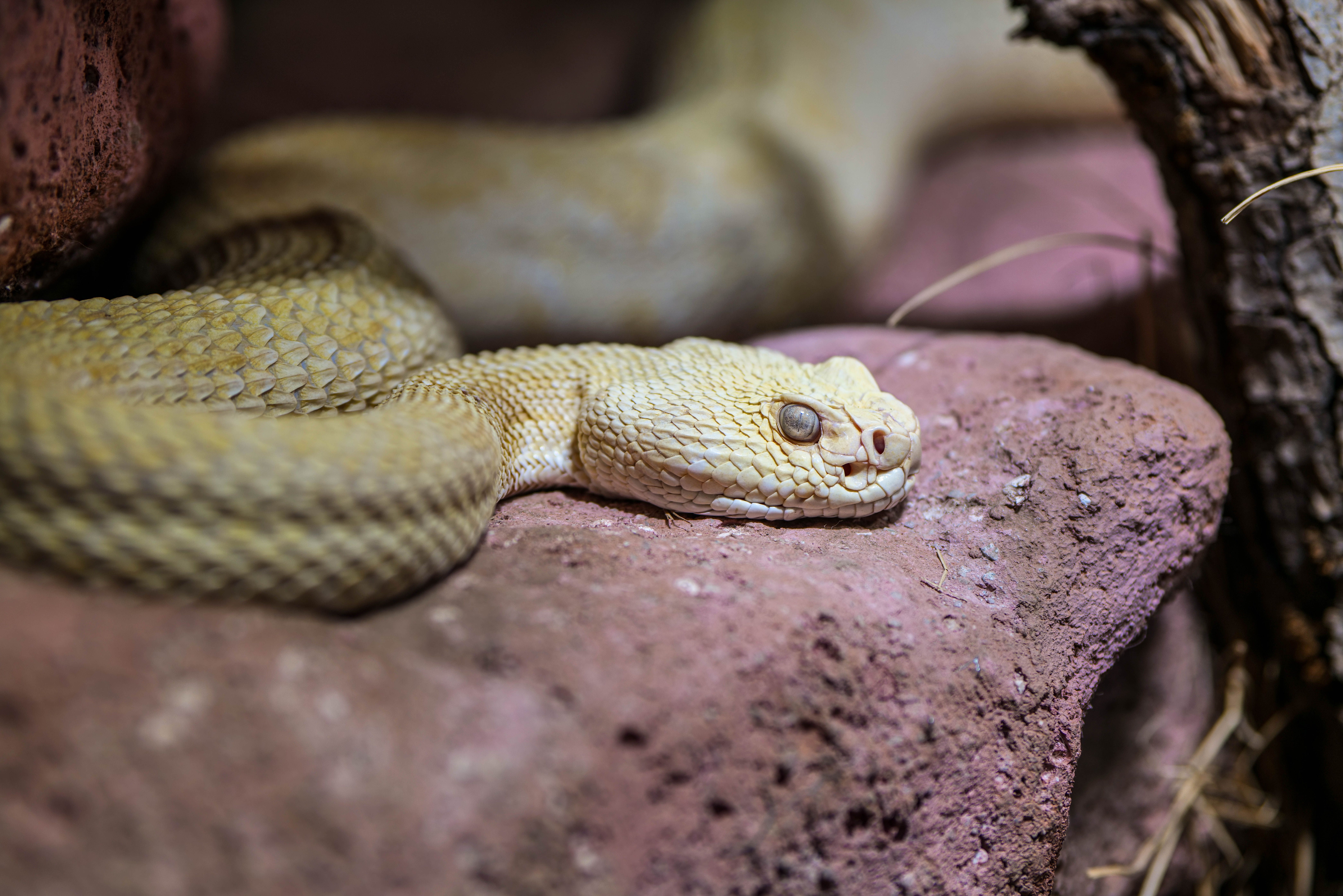 Serpiente Albina Descansando Sobre Rocas En El Zoológico De Zagreb ...
