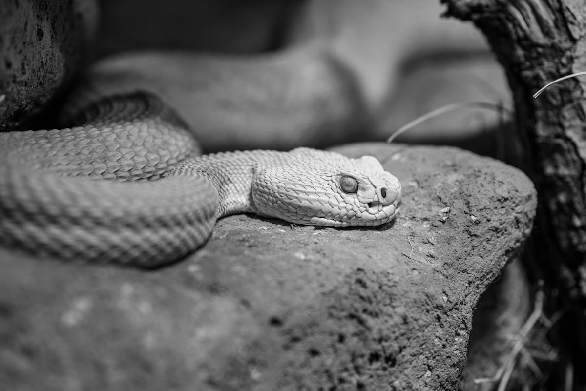 Titanoboa Snake Photos, Download The BEST Free Titanoboa Snake Stock ...