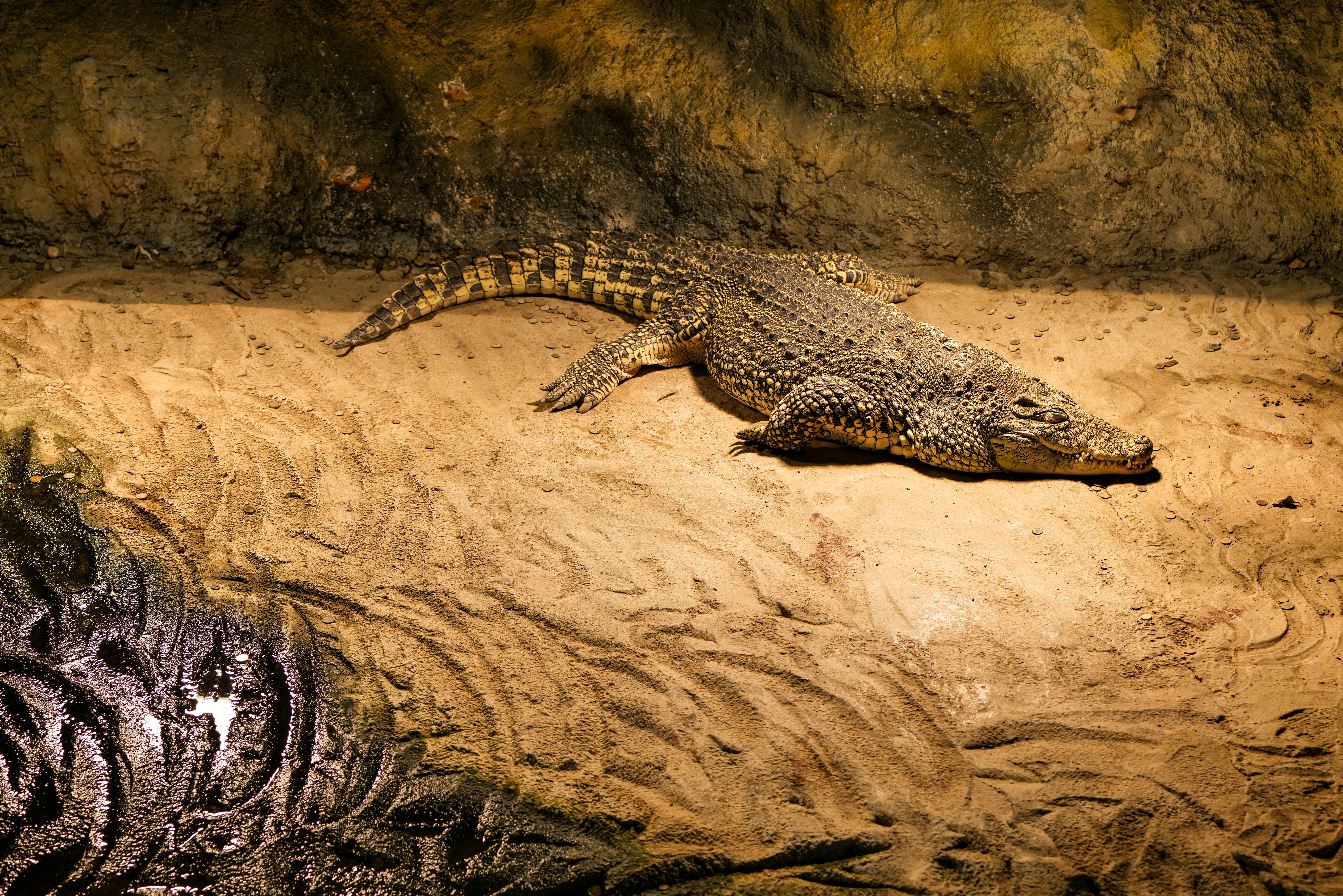 Cocodrilo Descansando En La Arena Del Zoológico De Zagreb · Foto de ...