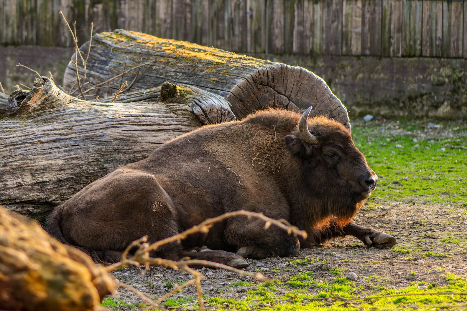 European Bison: Europe's Largest Land Mammal Explained
